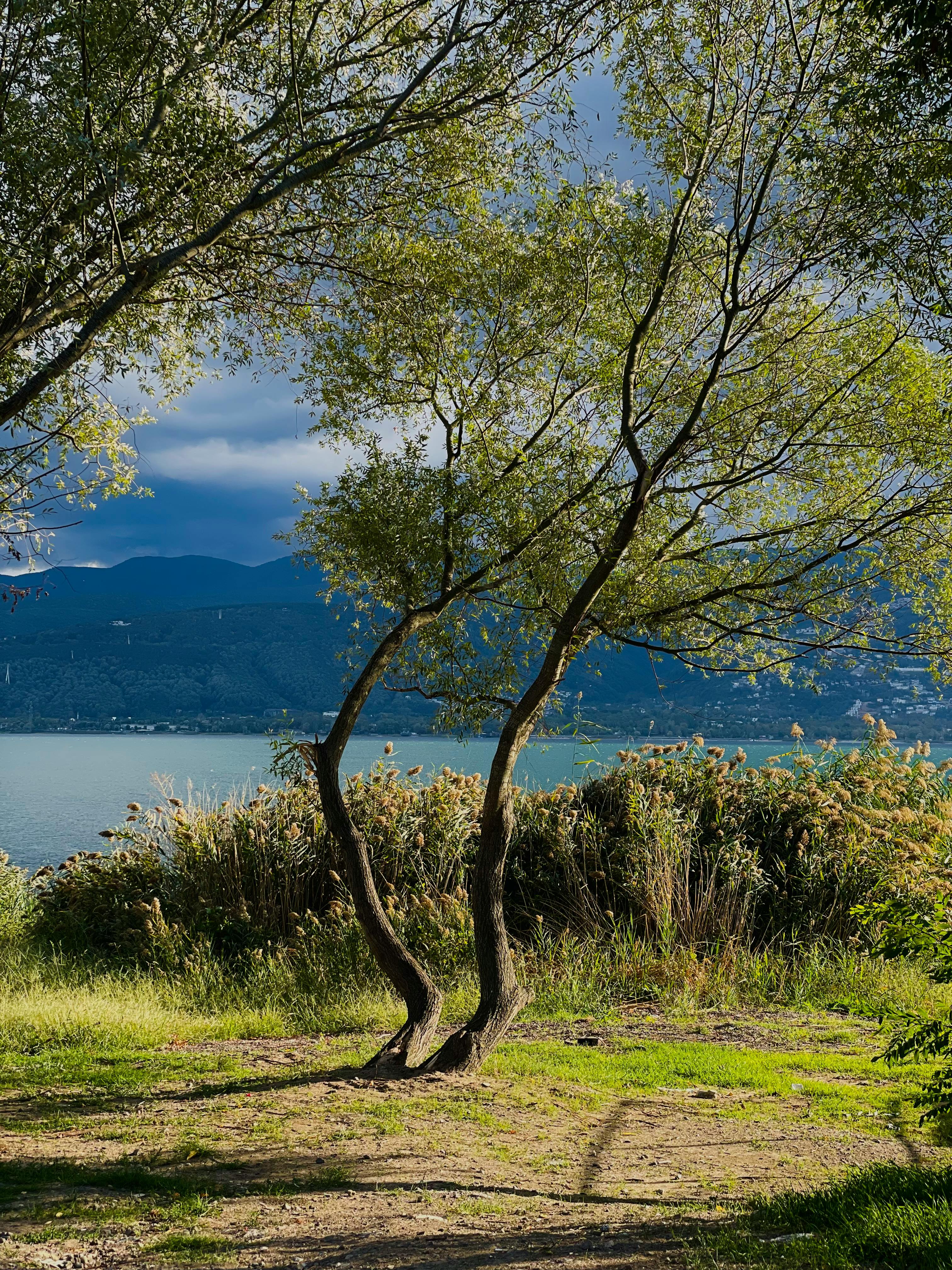 100,000+ Best Tree Images · 100% Free Download · Pexels Stock Photos