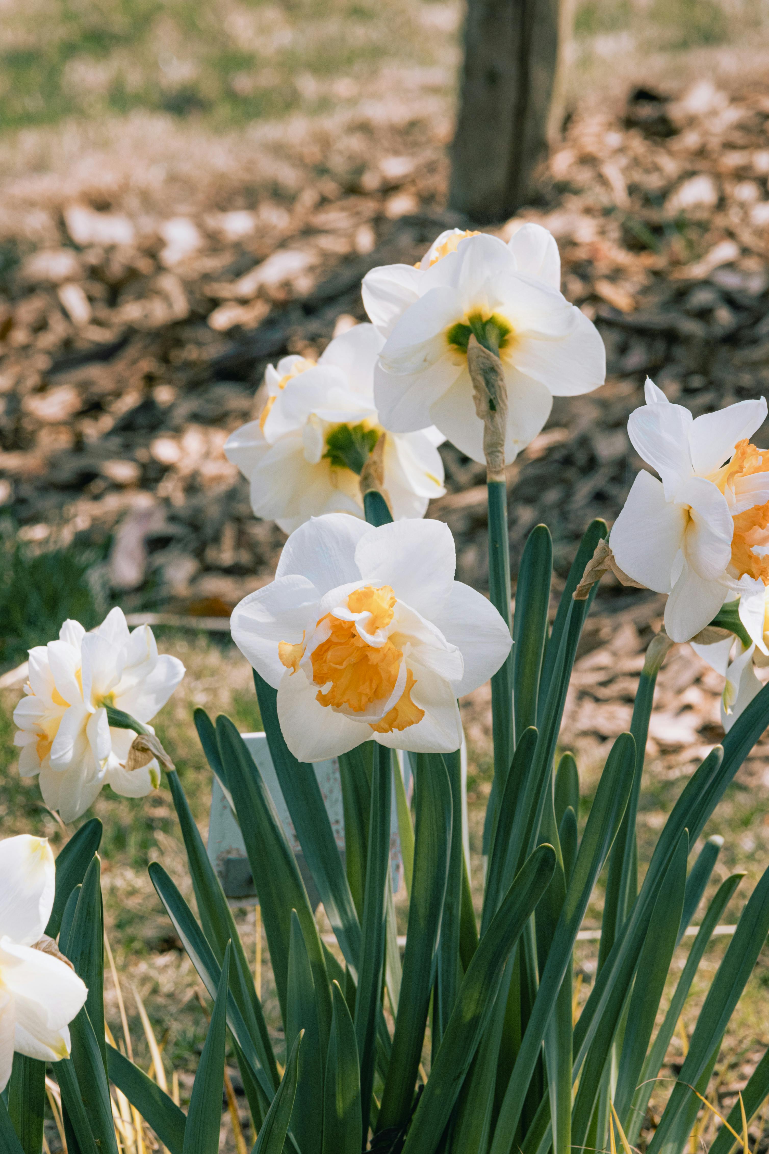 Daffodils Photos, Download The BEST Free Daffodils Stock Photos & HD Images