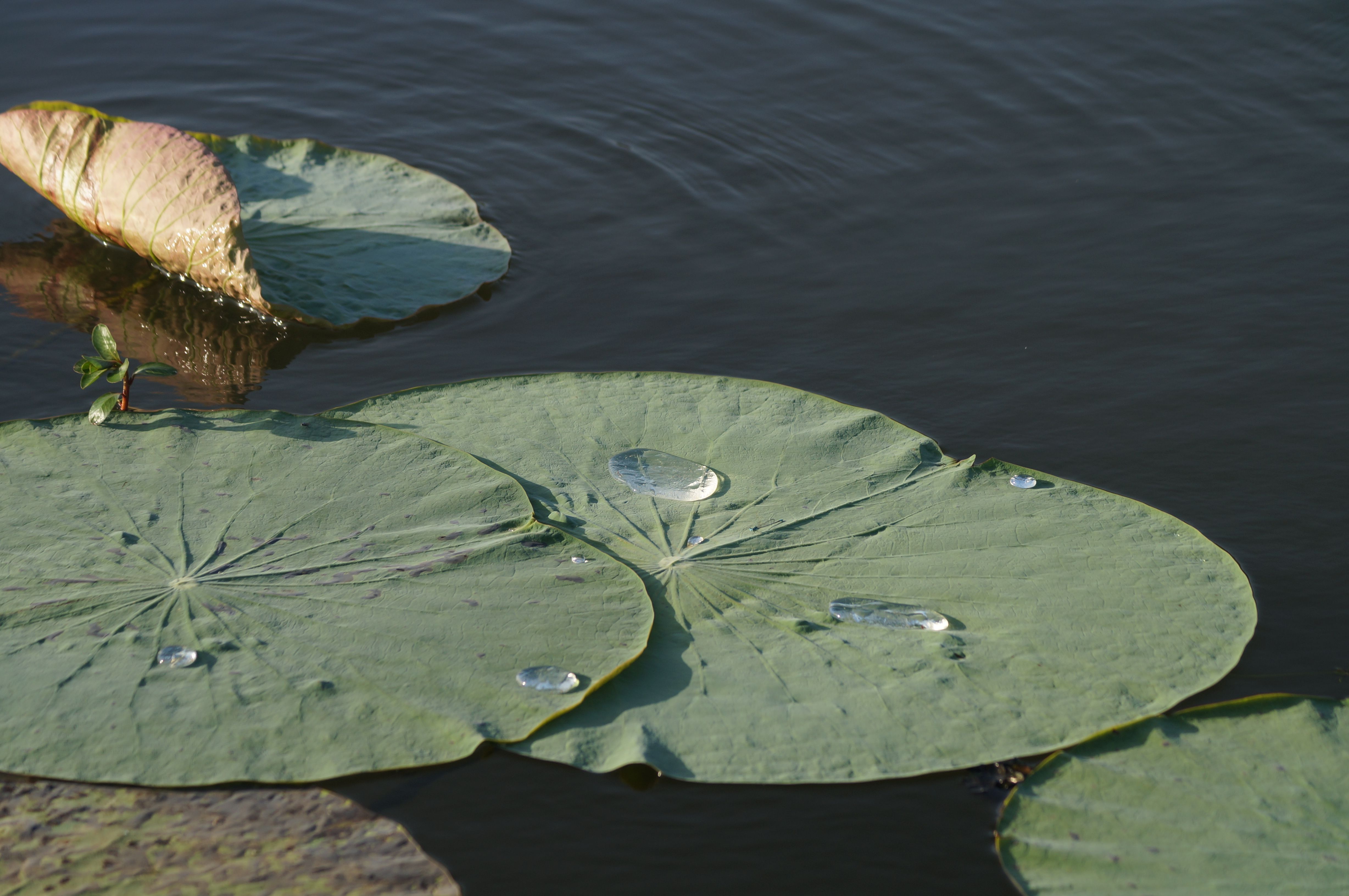 Lily Pad Photos, Download The BEST Free Lily Pad Stock Photos & HD Images