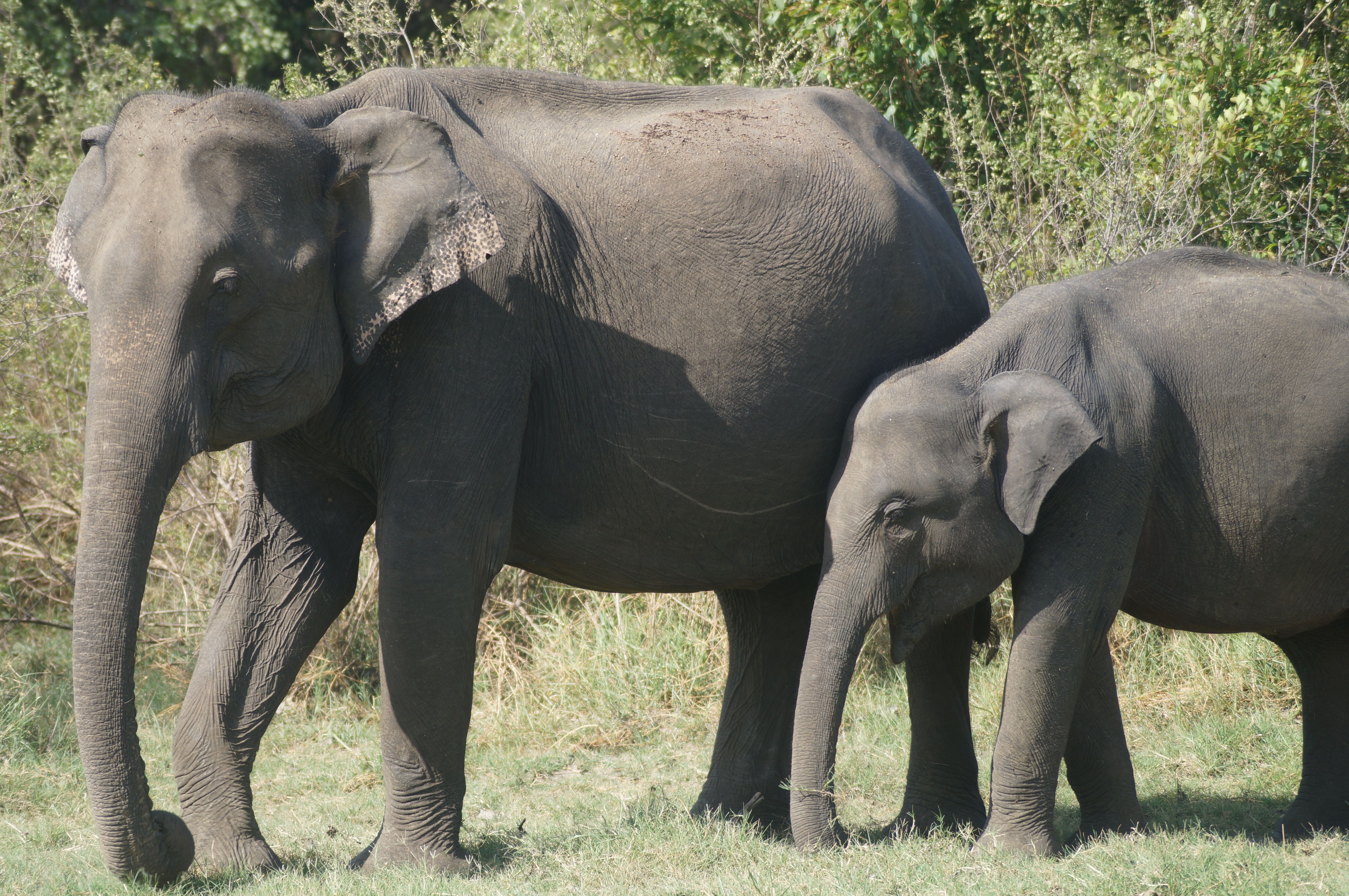 Mother and Baby Elephant in Natural Habitat · Free Stock Photo