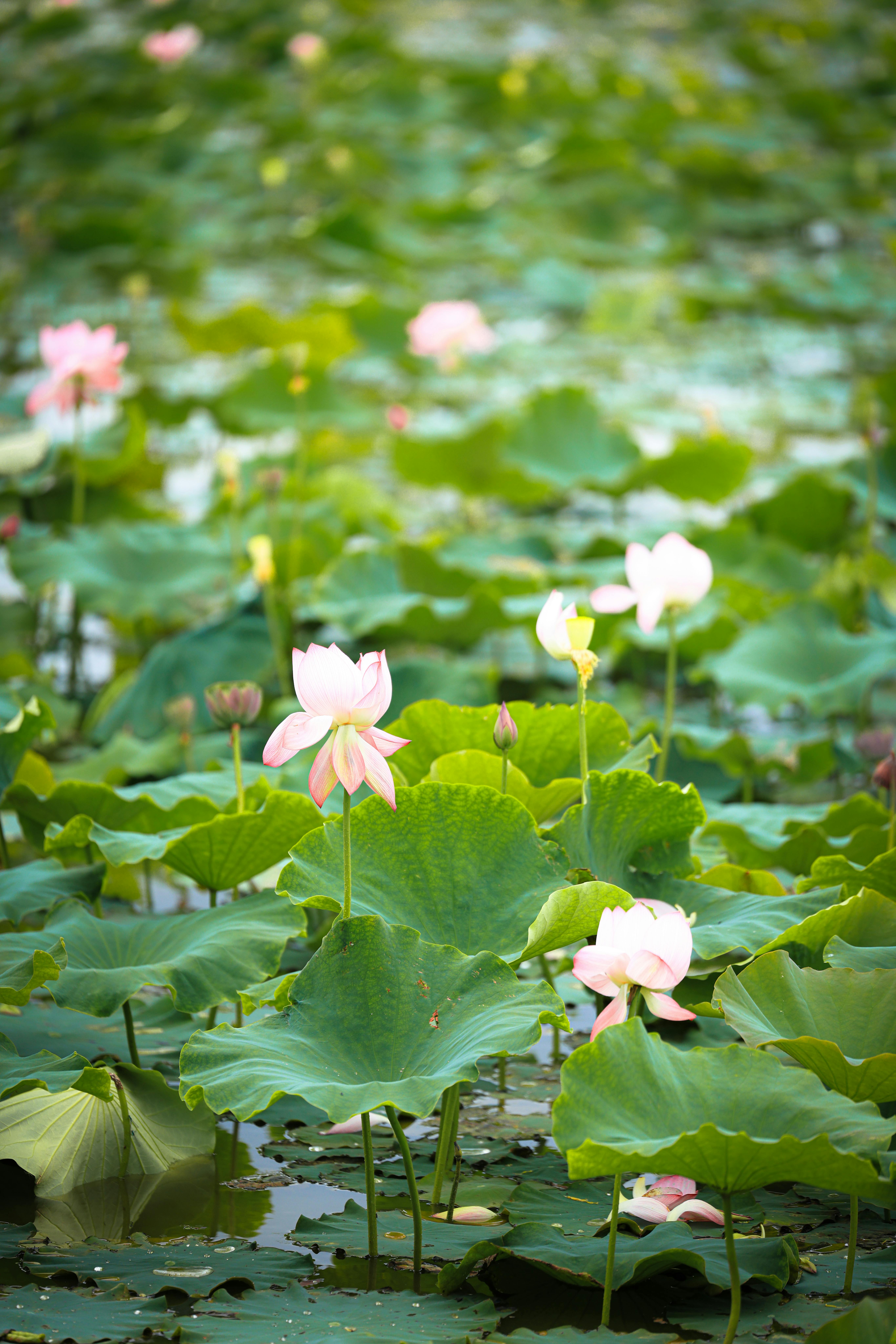 Grow A Garden Photos, Download The BEST Free Grow A Garden Stock Photos ...