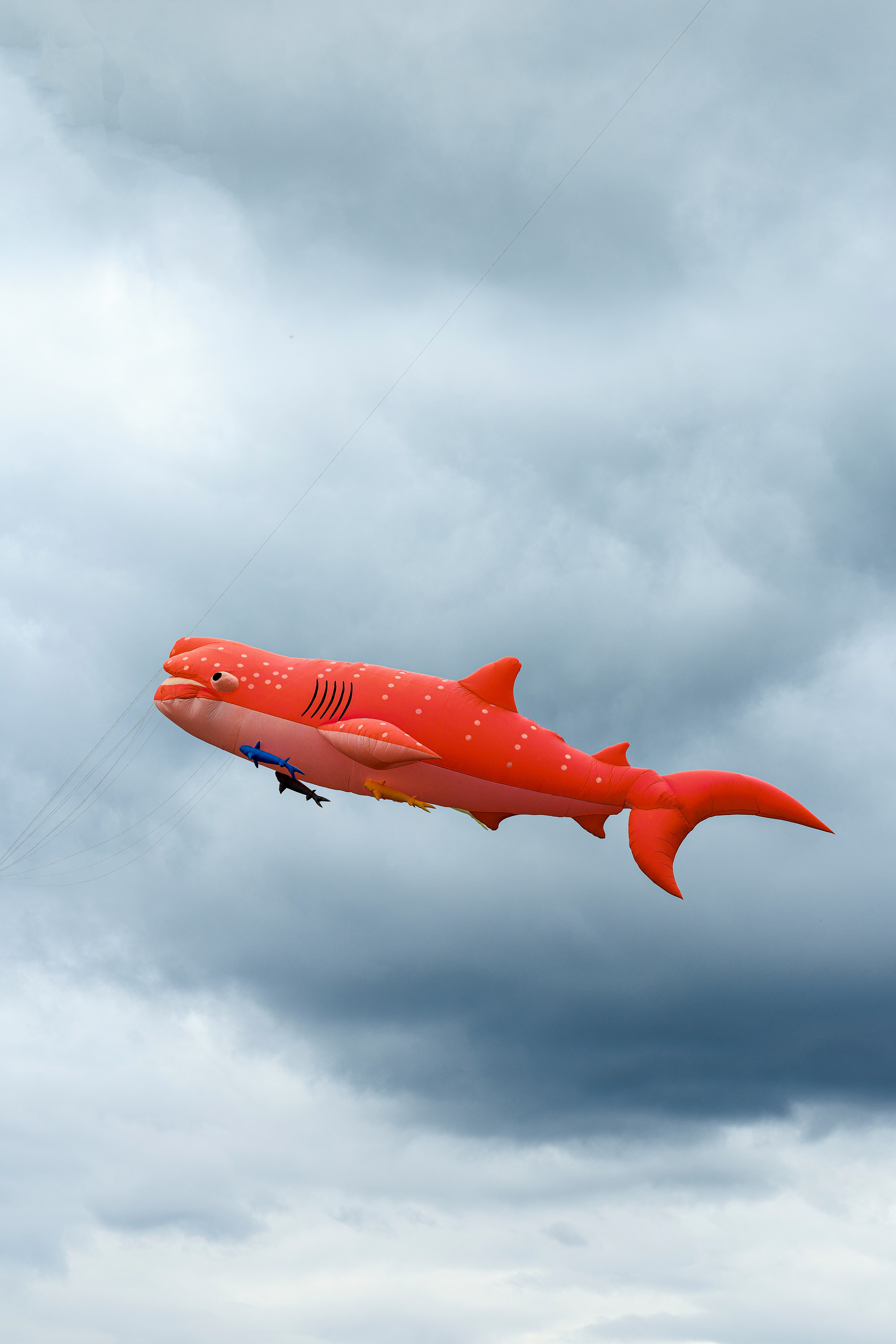 Orange Shark Photos, Download The BEST Free Orange Shark Stock Photos ...