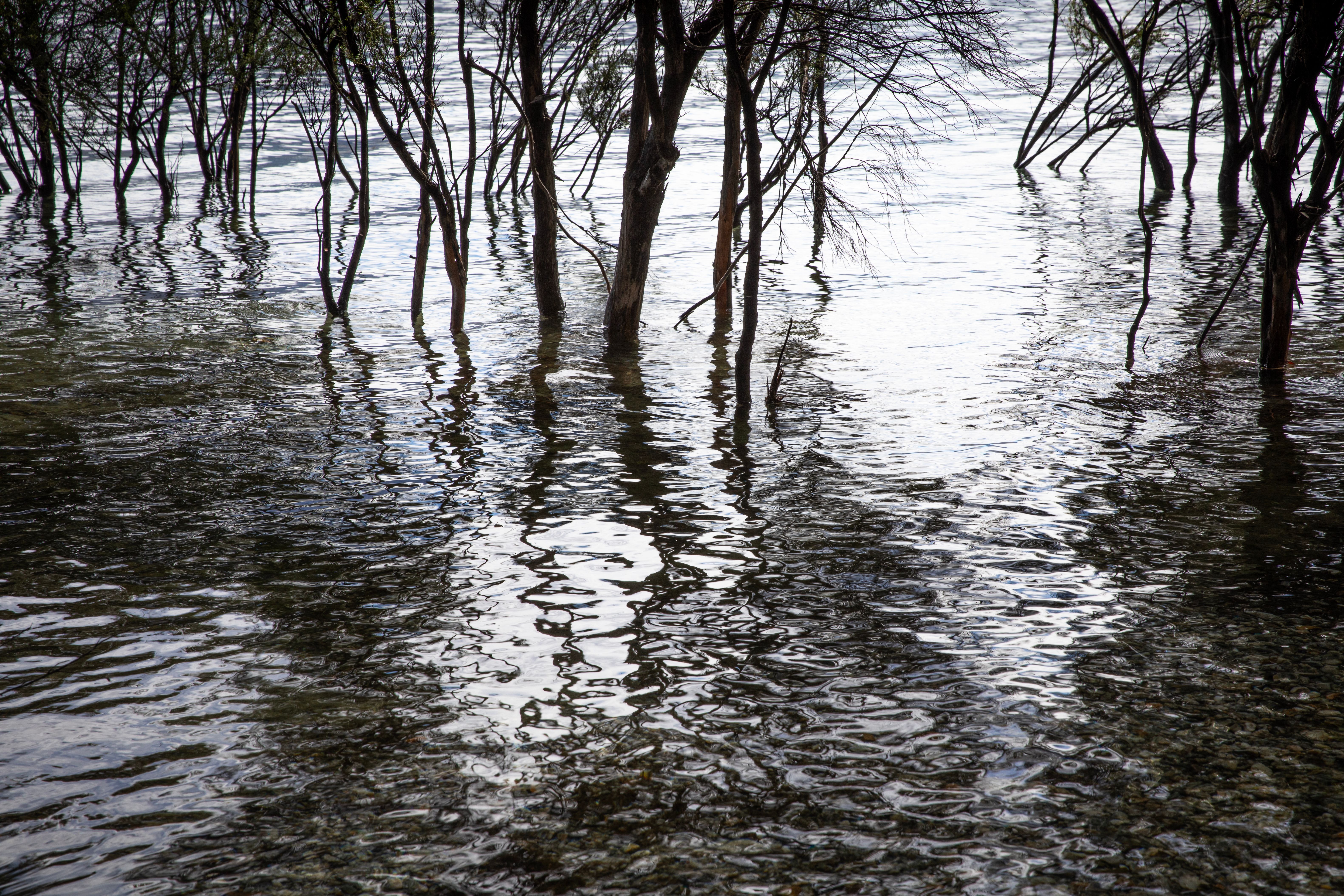 Tranquil Reflection of Trees in Calm Waters · Free Stock Photo
