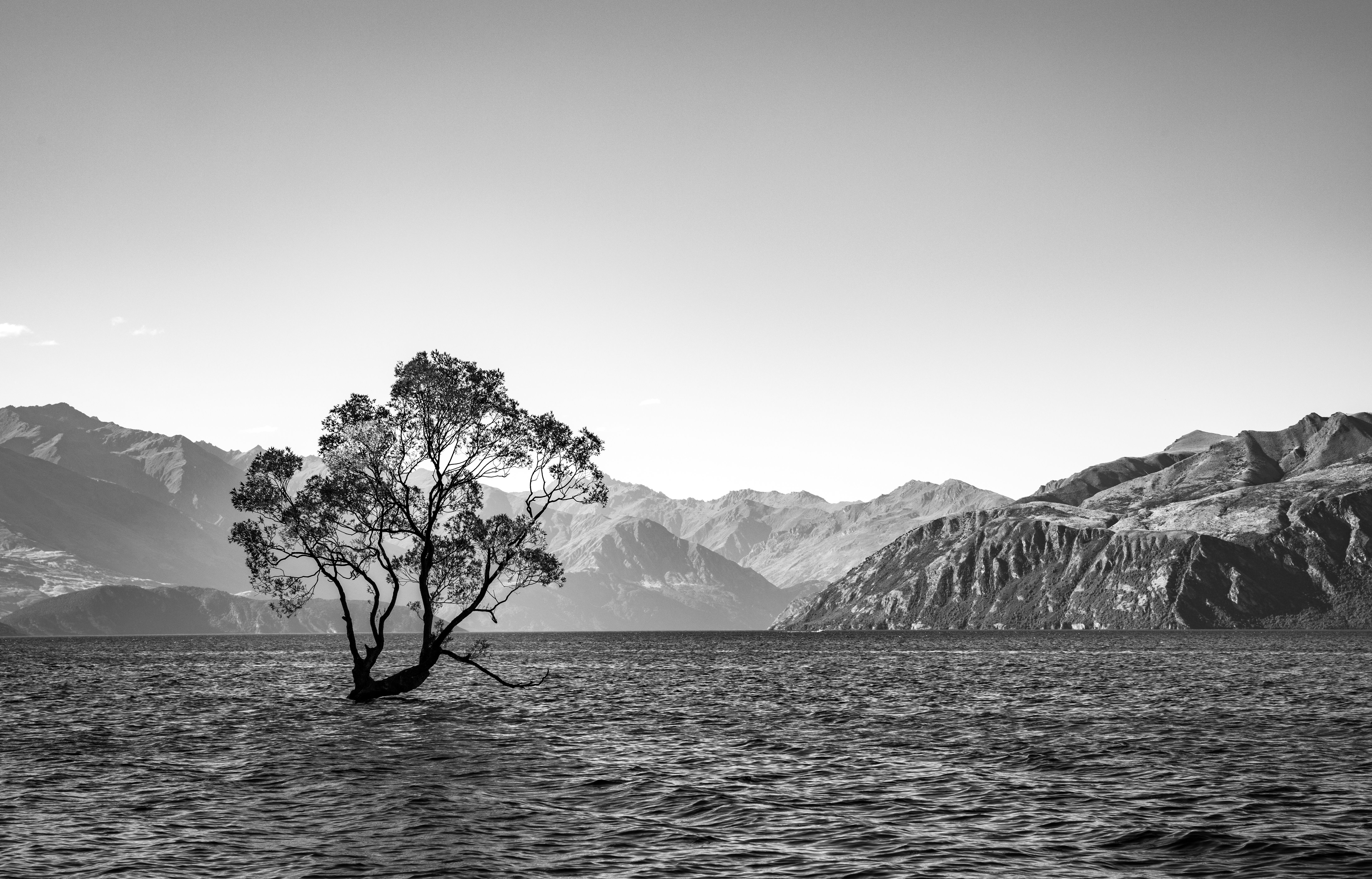 Stunning Black and White Wanaka Tree Landscape · Free Stock Photo