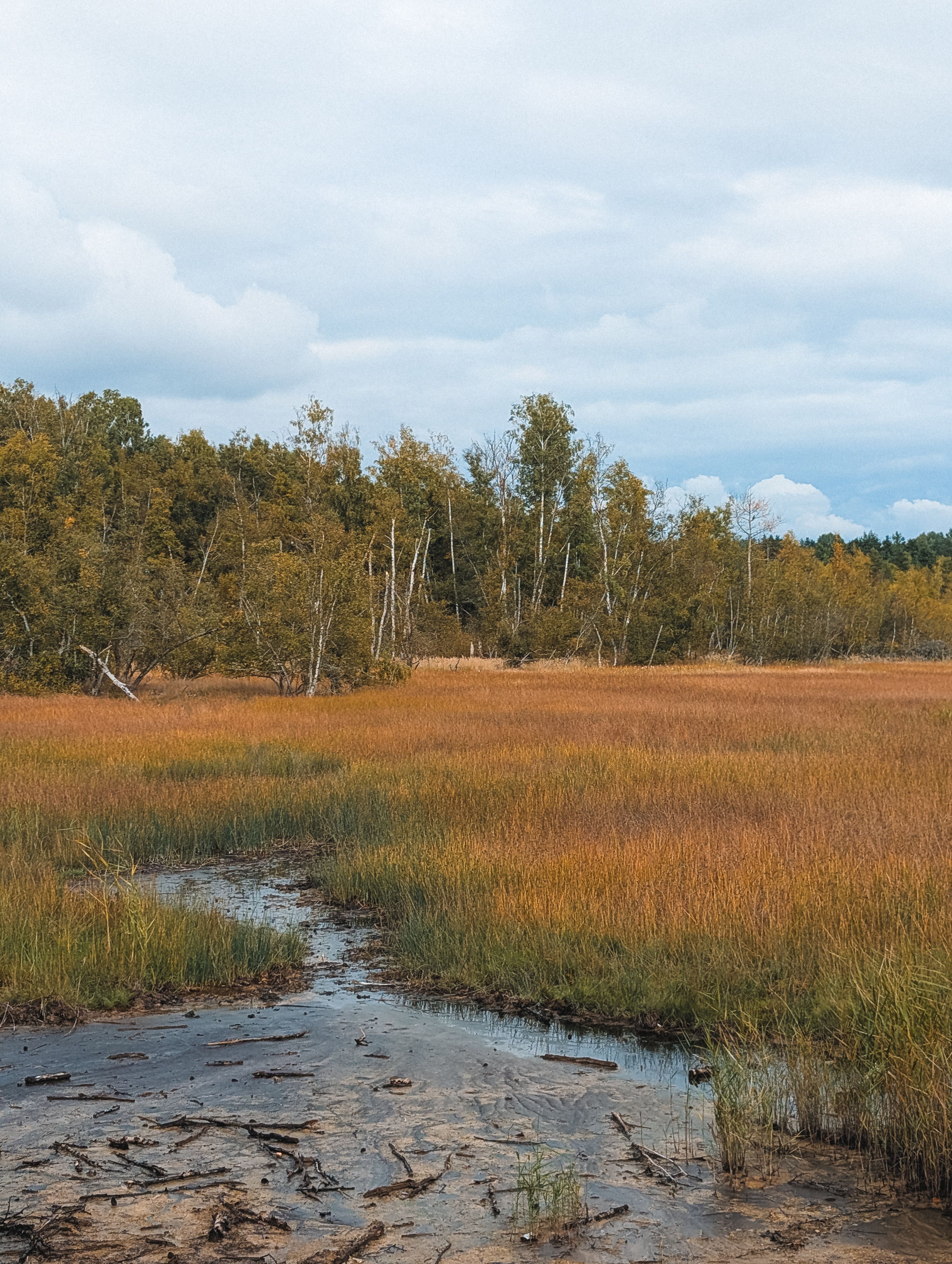Peaceful Autumn Marshland in Karlovarský kraj · Free Stock Photo