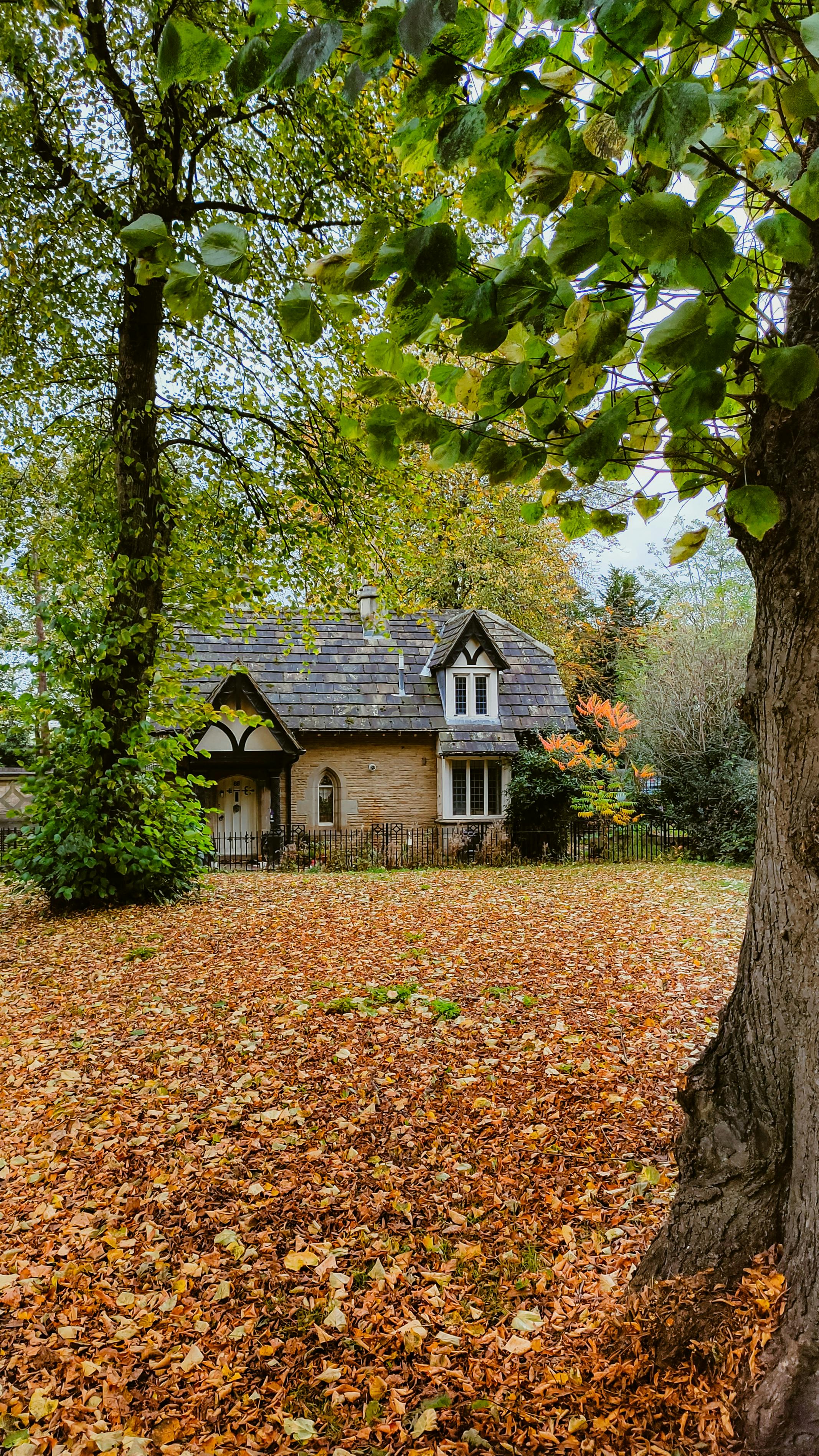 100,000+ Best Tree Images · 100% Free Download · Pexels Stock Photos