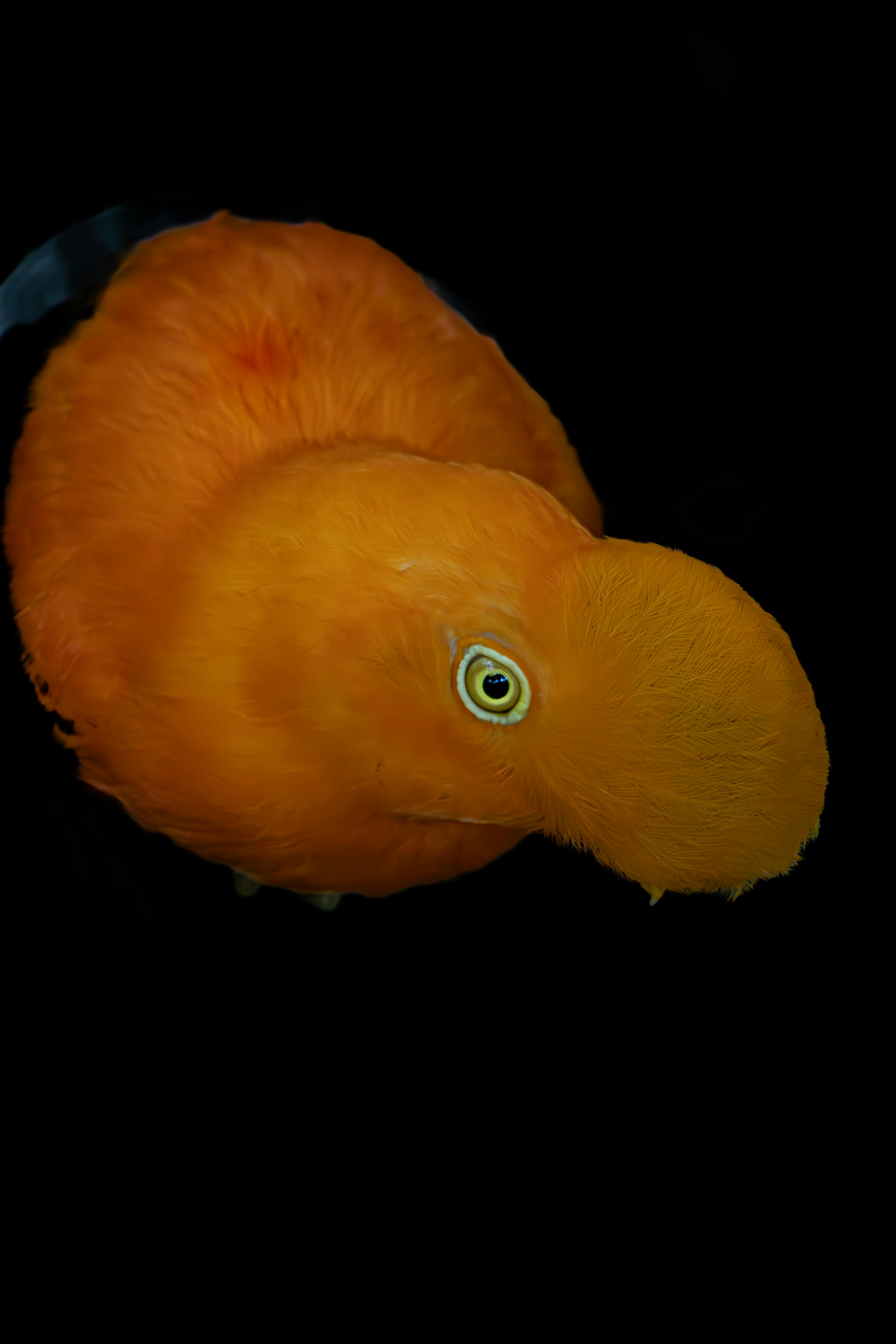 30 000+ Coq+nue banque d’images et photos libres de droit · Téléchargement gratuit · Photos Pexels