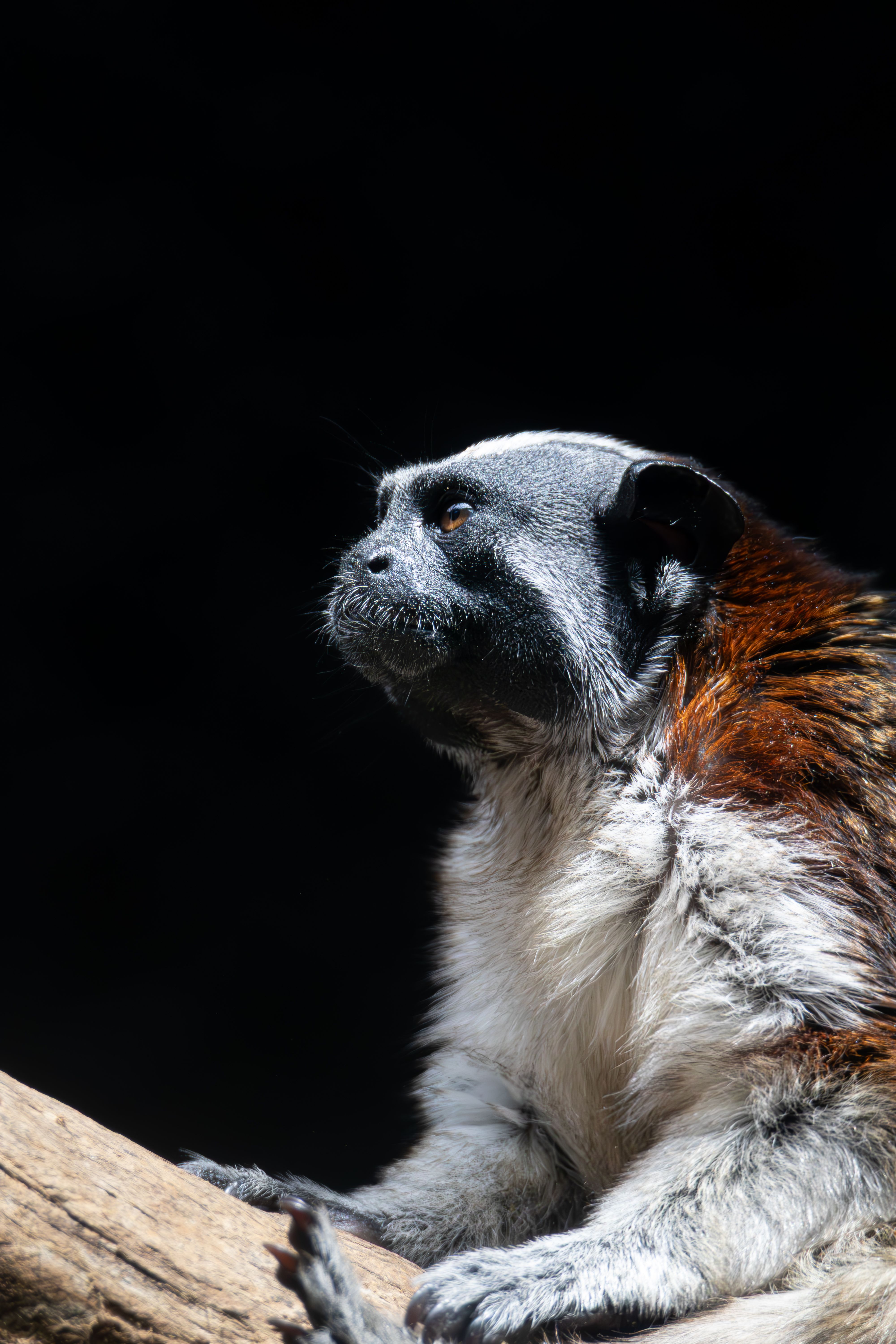 Portrait of Geoffroy's Tamarin in Colombian Jungle · Free Stock Photo