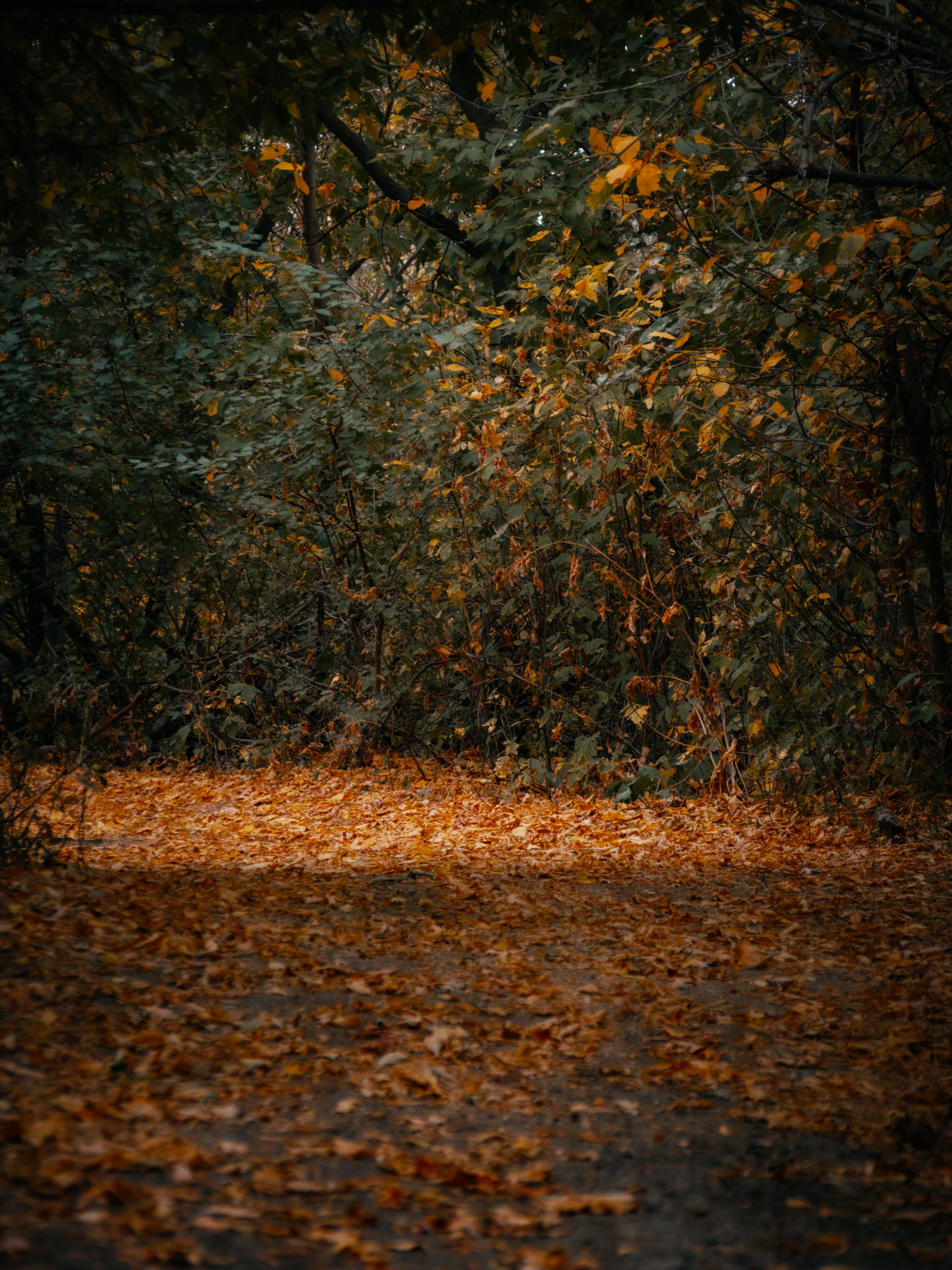 Autumn Leaves in a Russian Forest Path · Free Stock Photo