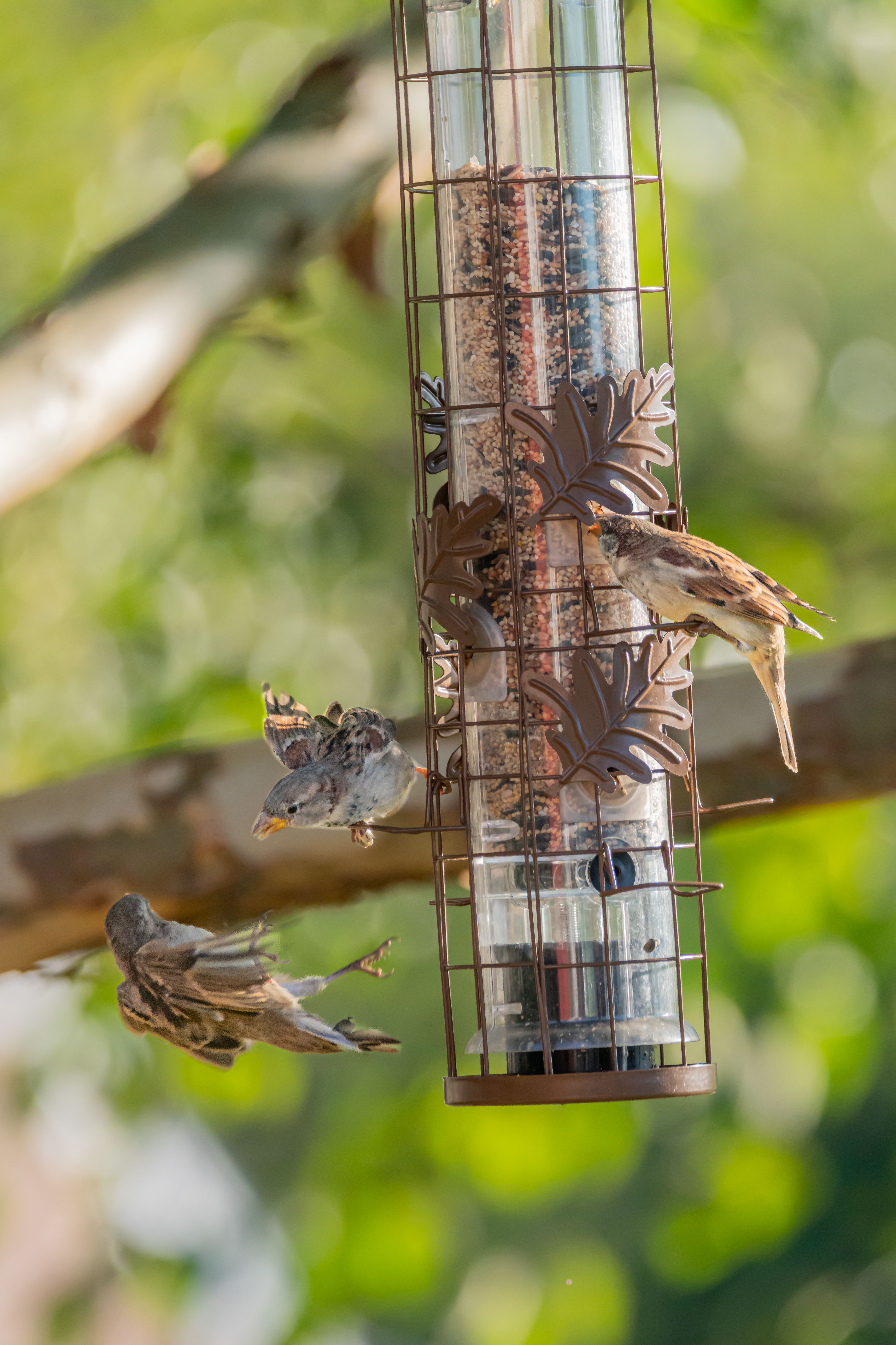 Birds Feeding on Tree Mounted Bird Feeder · Free Stock Photo