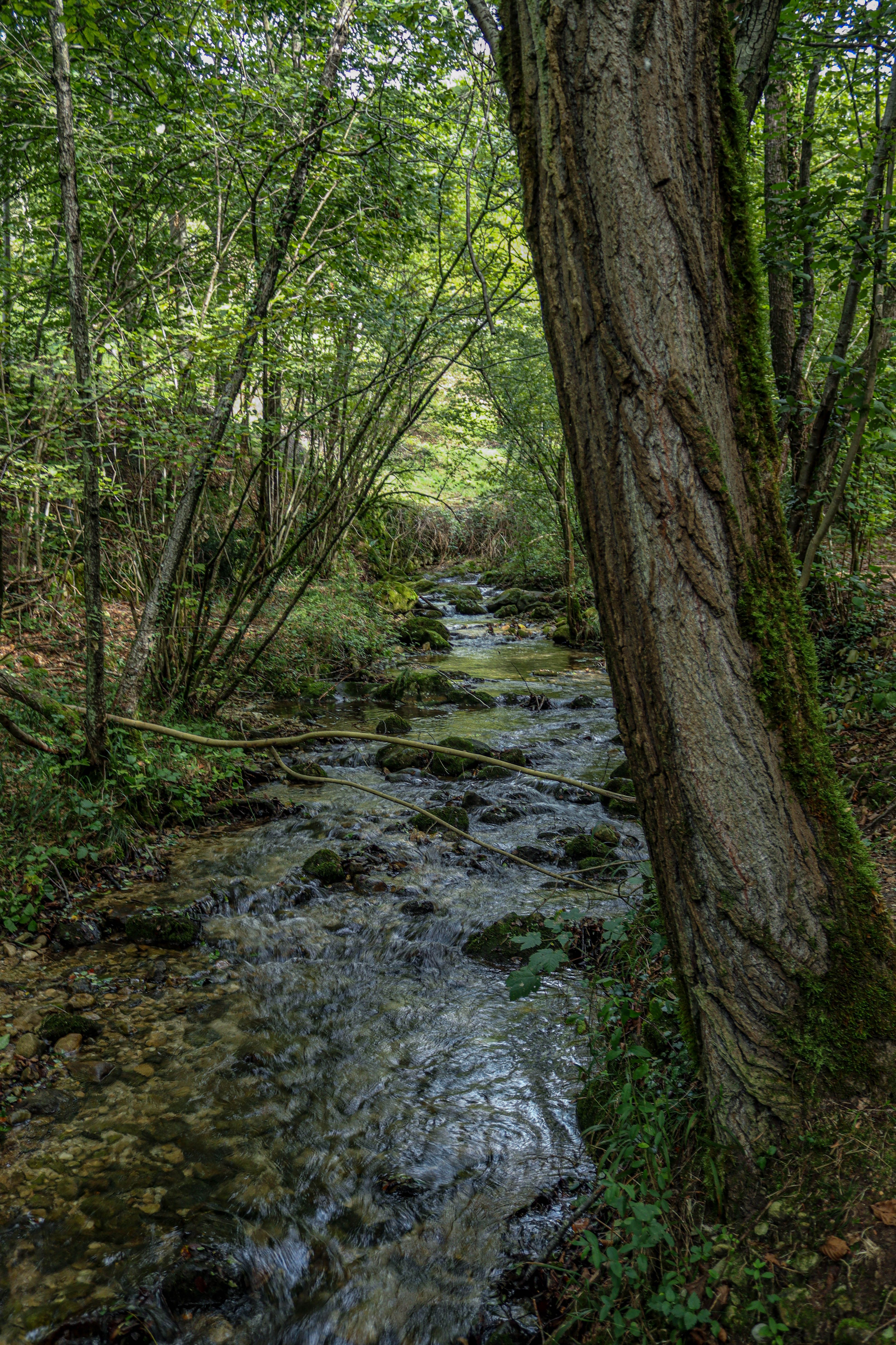Tranquil Forest Stream in Lush Greenery · Free Stock Photo