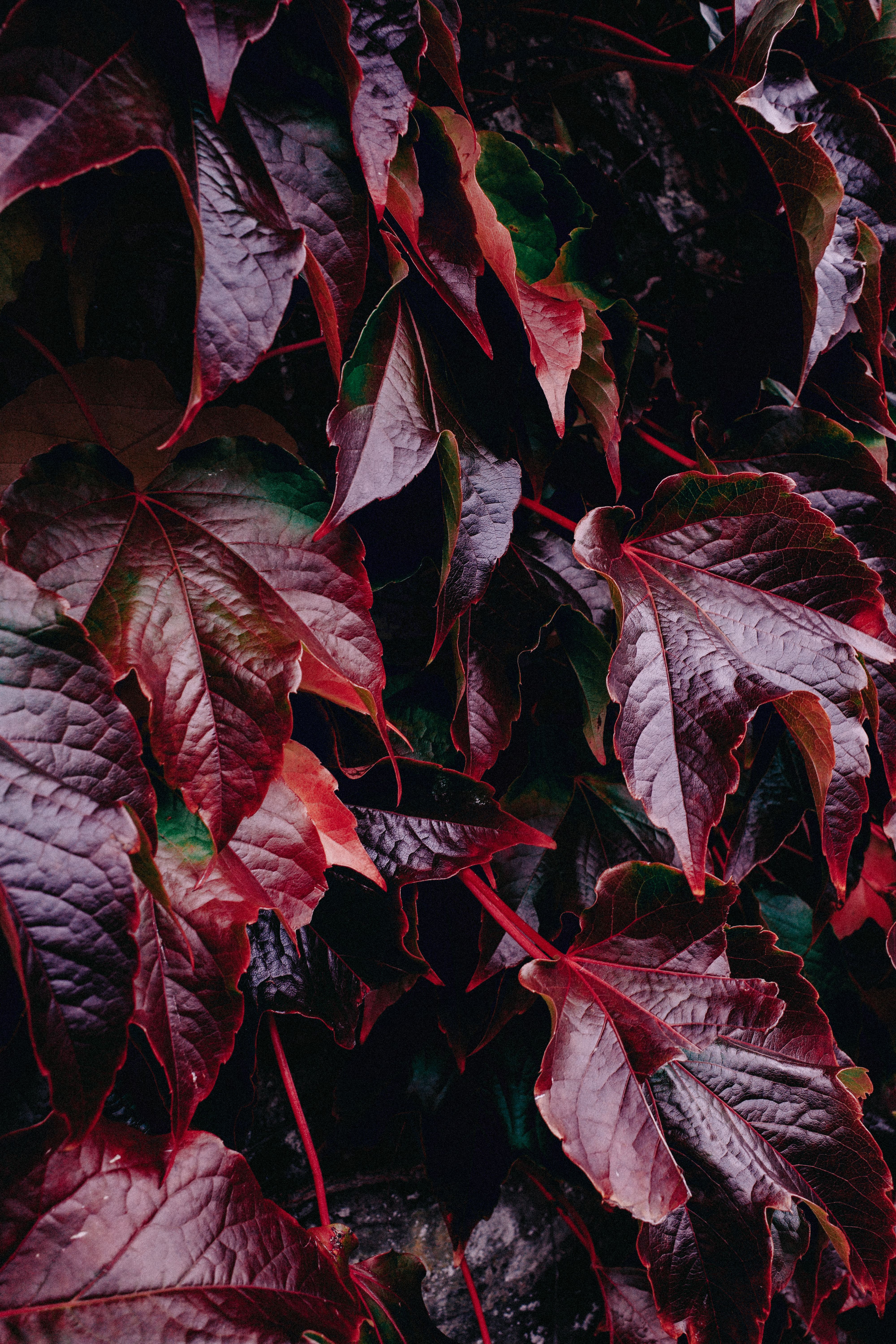 Vibrant Autumn Foliage with Red Leaves · Free Stock Photo