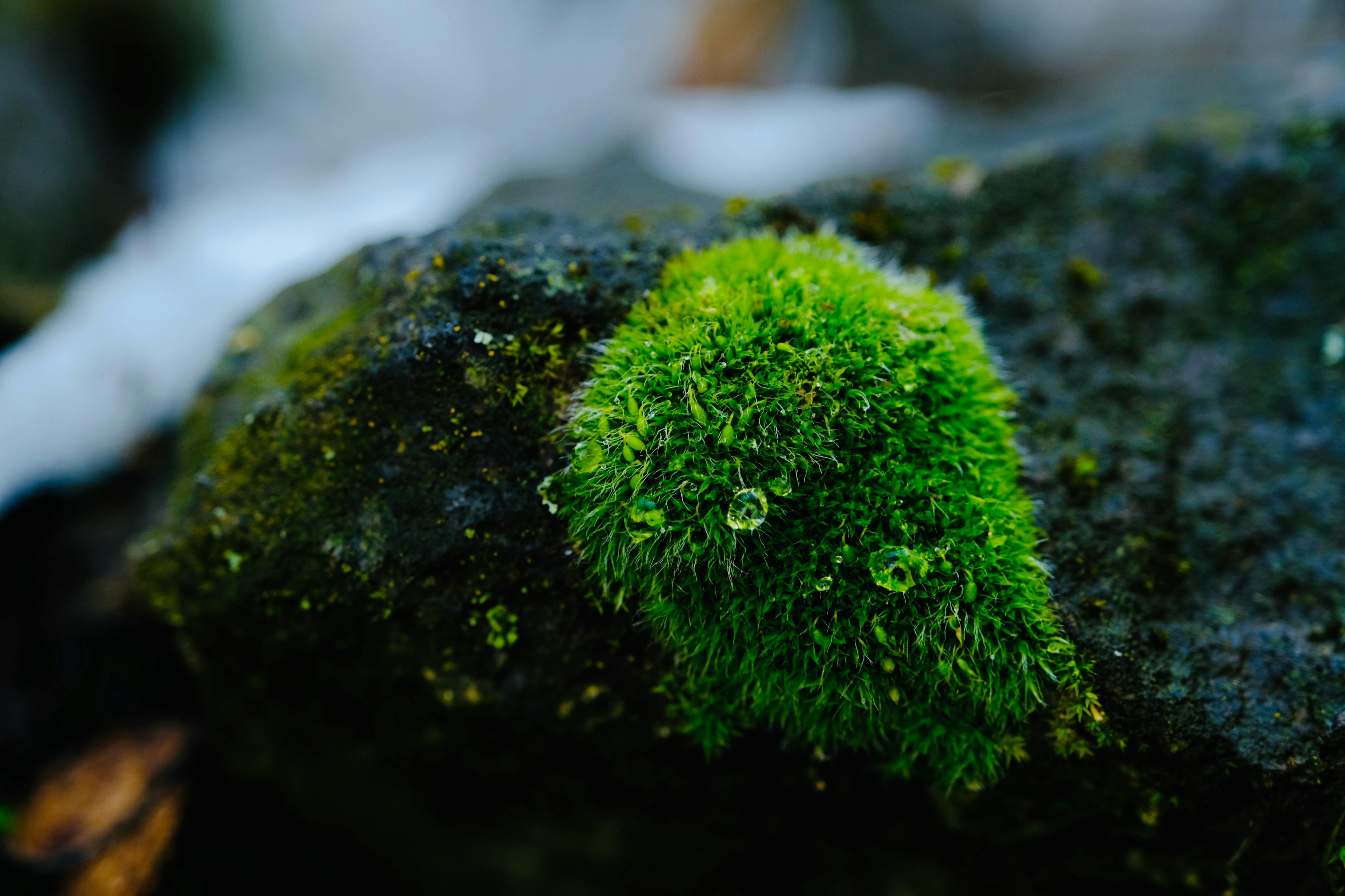 Damp+Lips. Photos, Download The BEST Free Damp+Lips. Stock Photos & HD ...