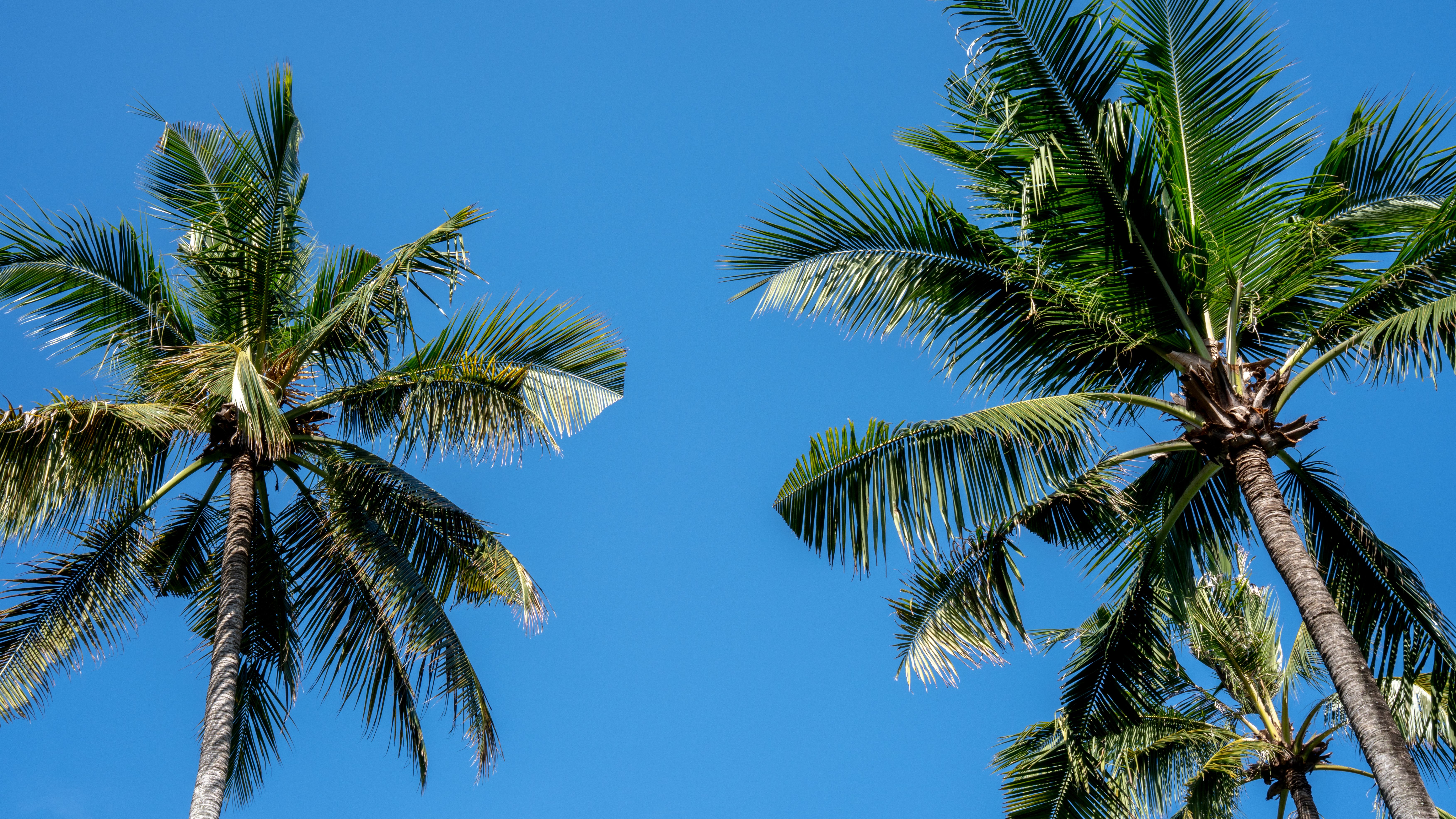 Tropical Palm Trees Against Clear Blue Sky · Free Stock Photo