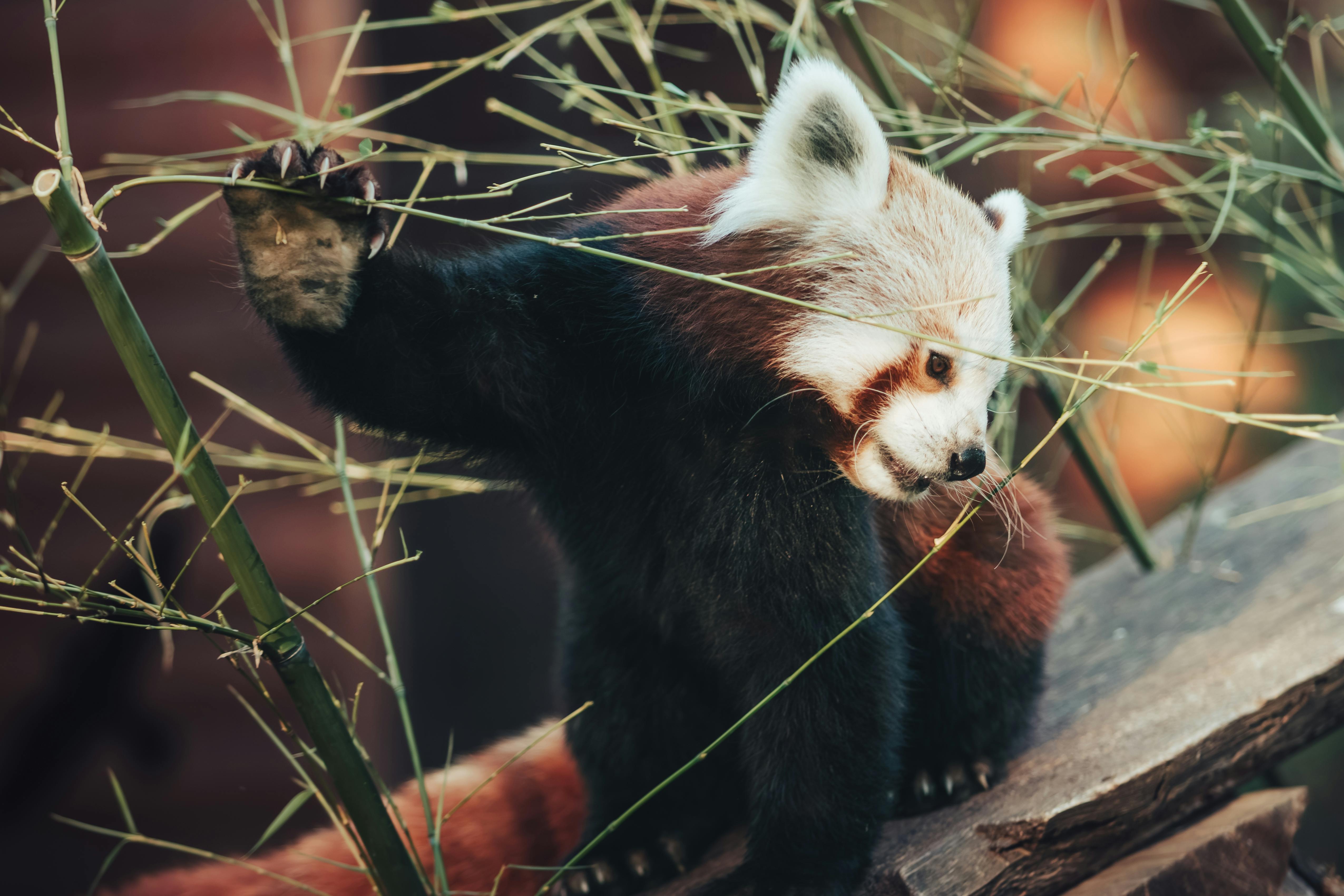 Red Panda Photos, Download The BEST Free Red Panda Stock Photos & HD Images