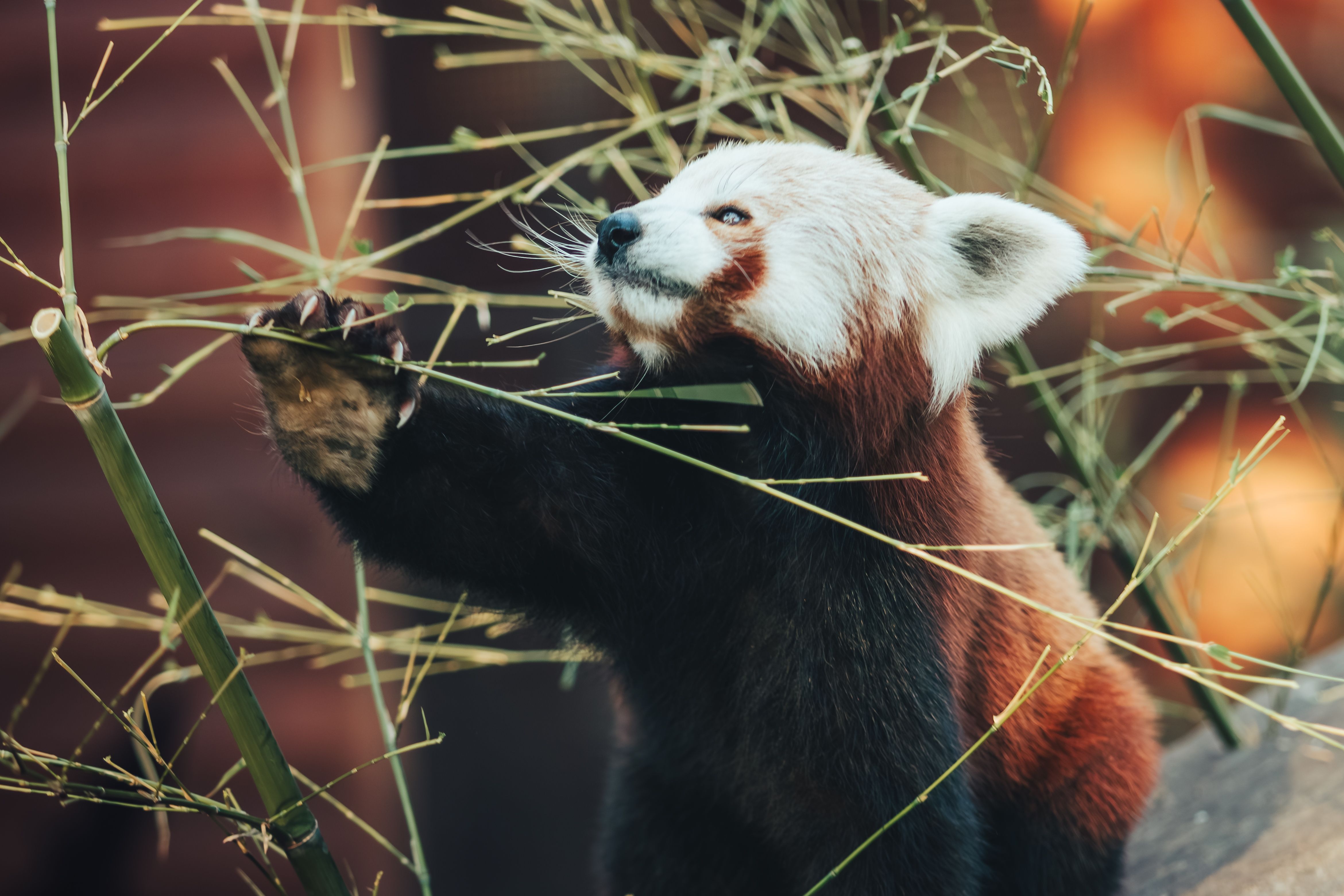Adorable Red Panda Climbing Bamboo Outdoors · Free Stock Photo