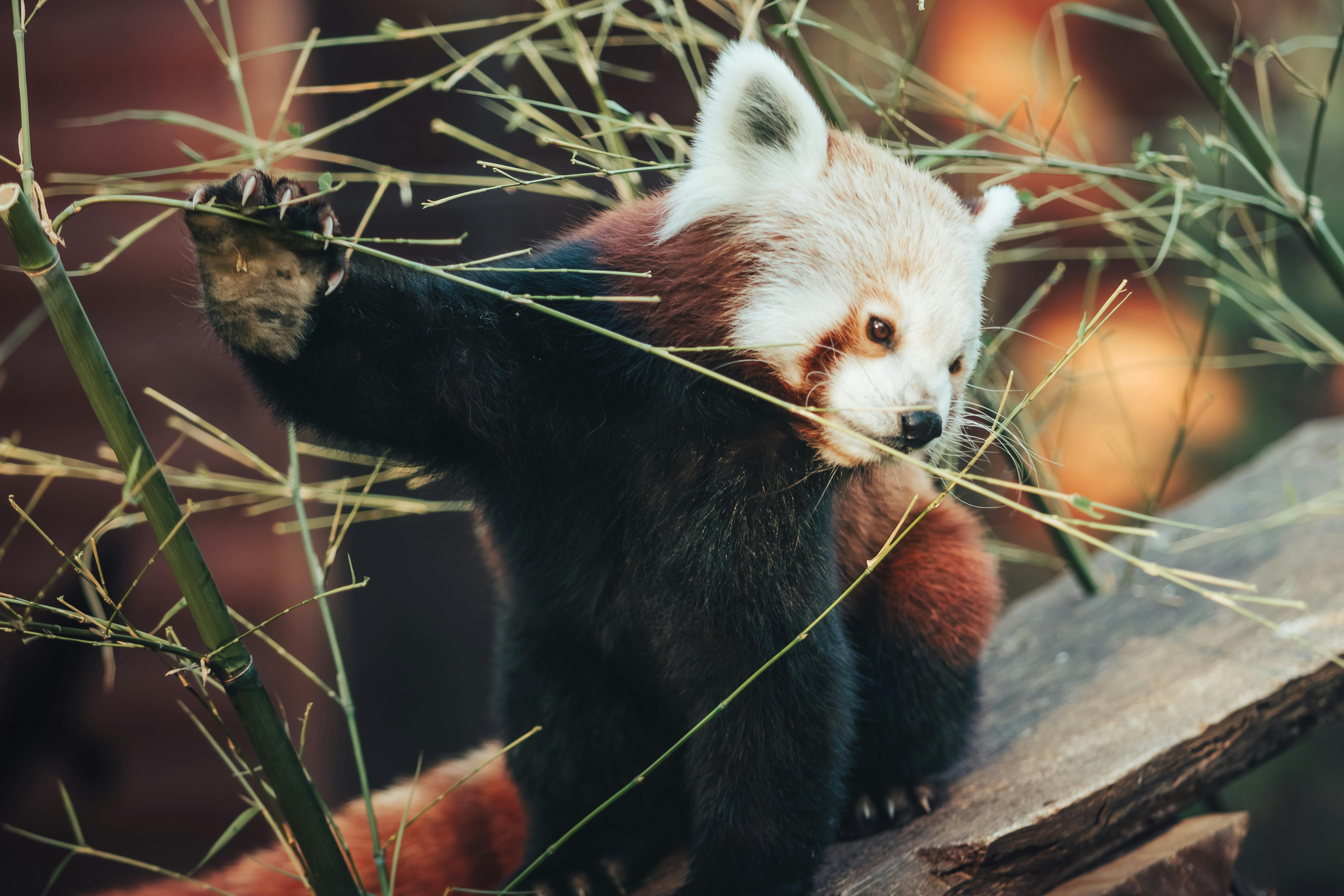 Red Panda Photos, Download The BEST Free Red Panda Stock Photos & HD Images