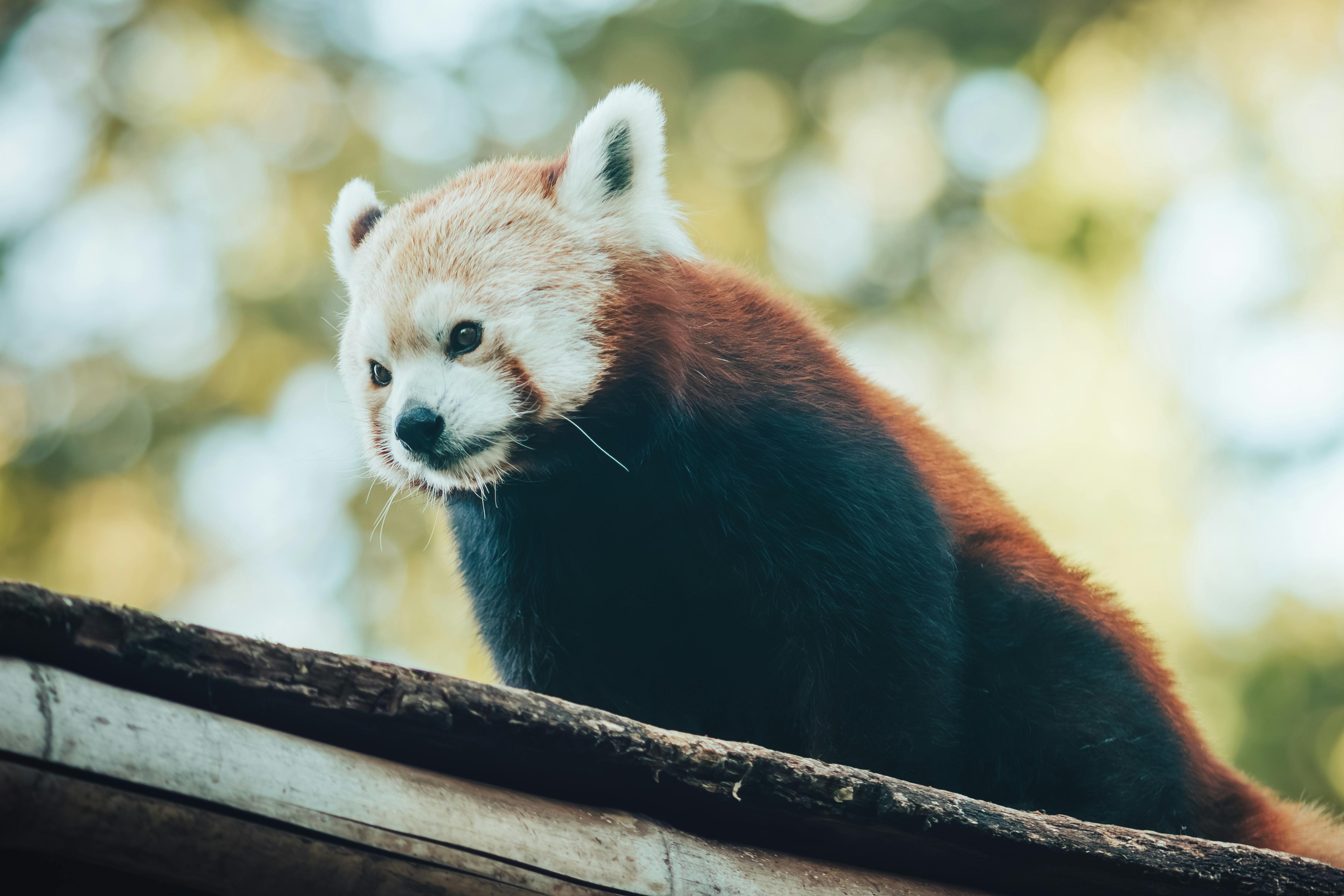 Red Panda Photos, Download The BEST Free Red Panda Stock Photos & HD Images
