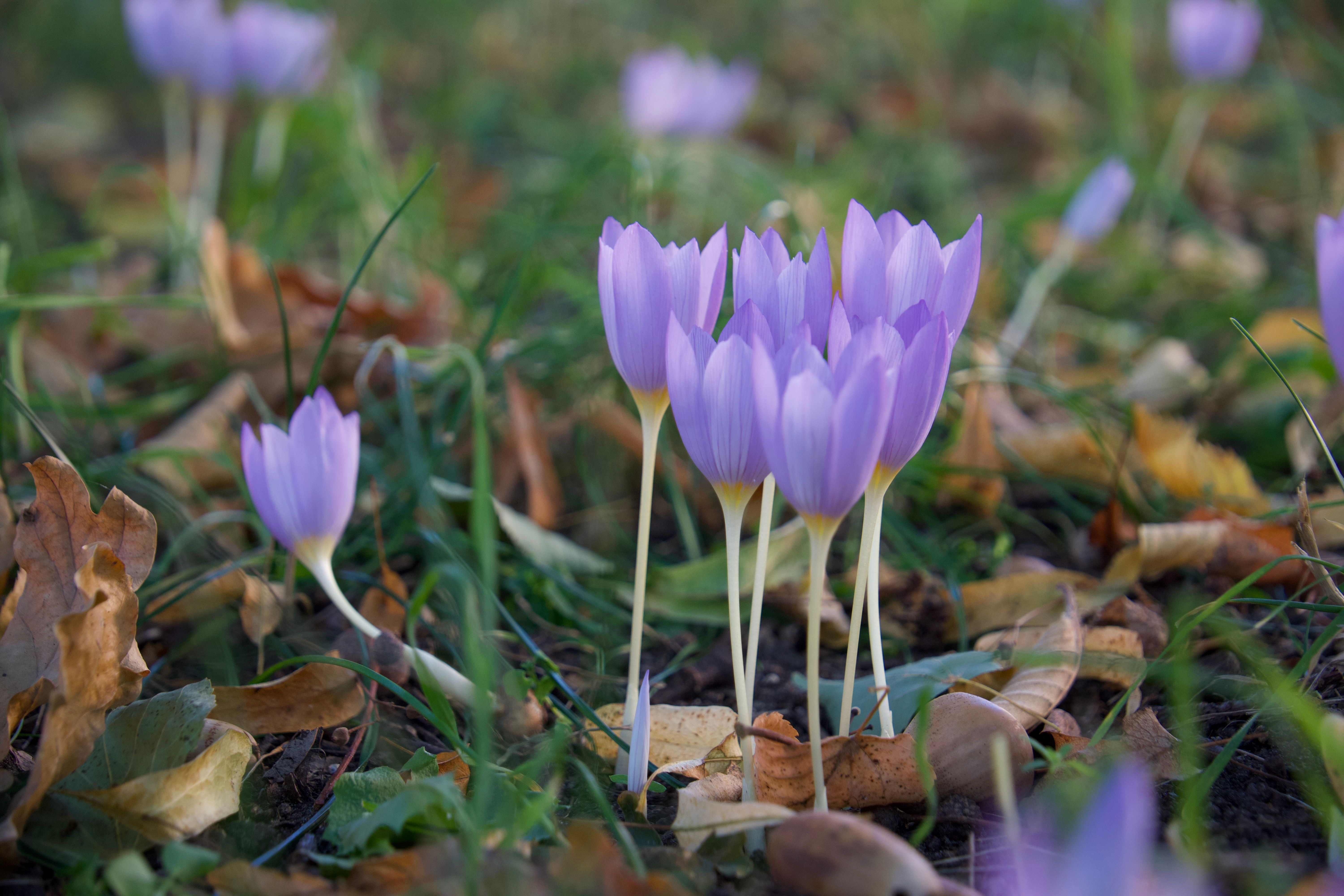 Purple Autumn Crocus Flowers in Berlin Park · Free Stock Photo