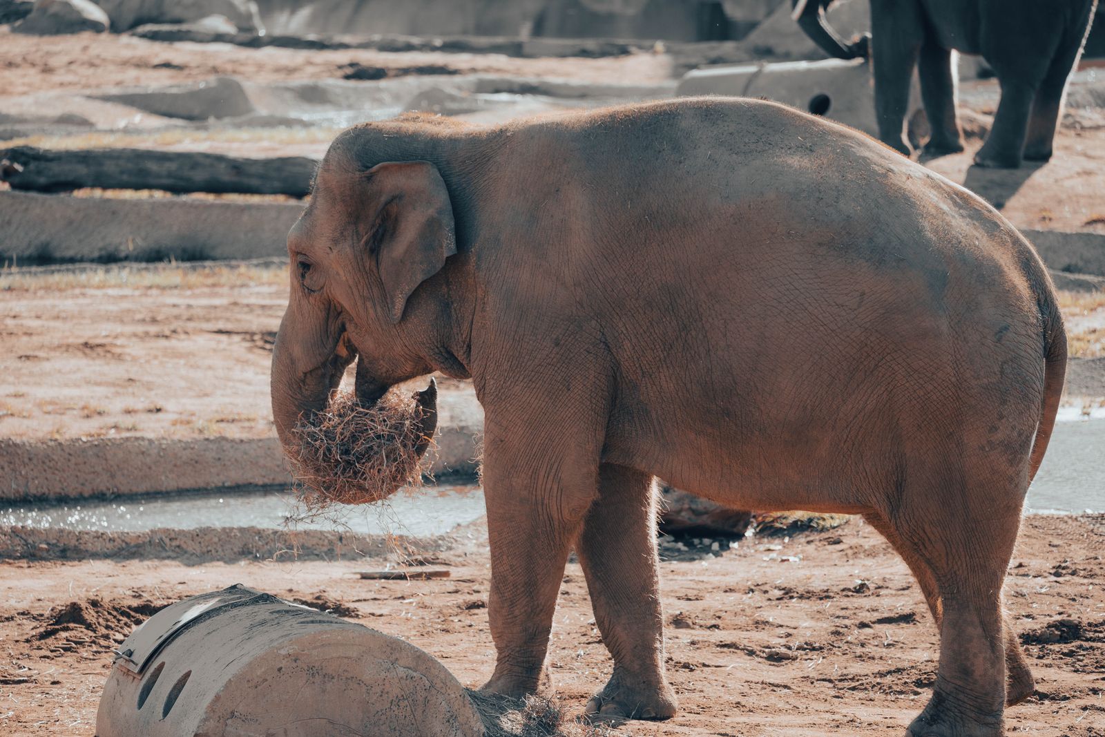 Elephant Side View Photos, Download The BEST Free Elephant Side View ...