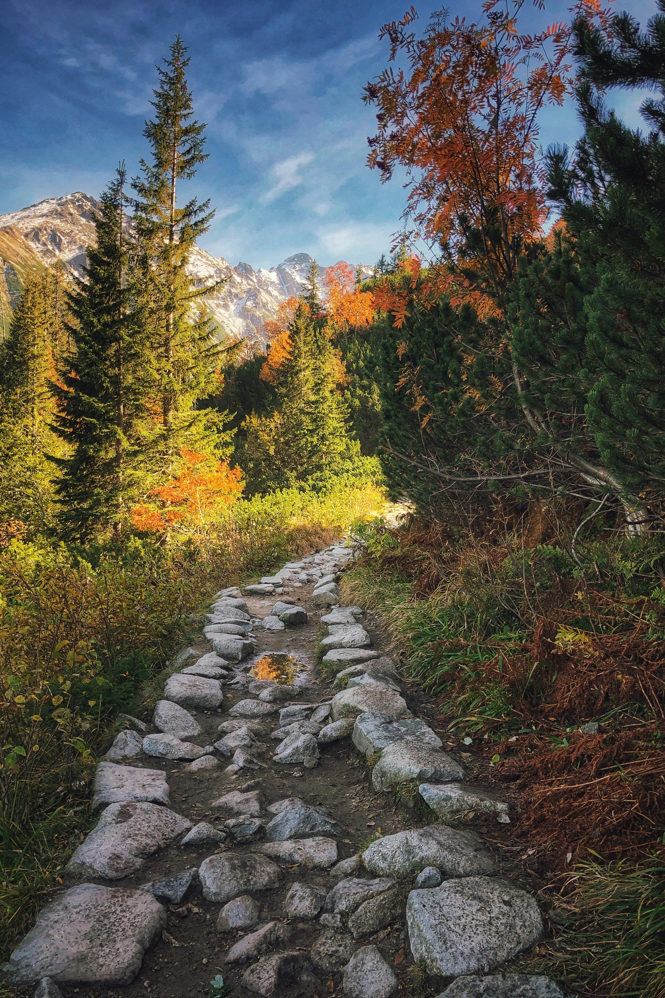 Heather+On+A+Hill+In+Snowdonia+National+Park,+Wales Photos, Download ...