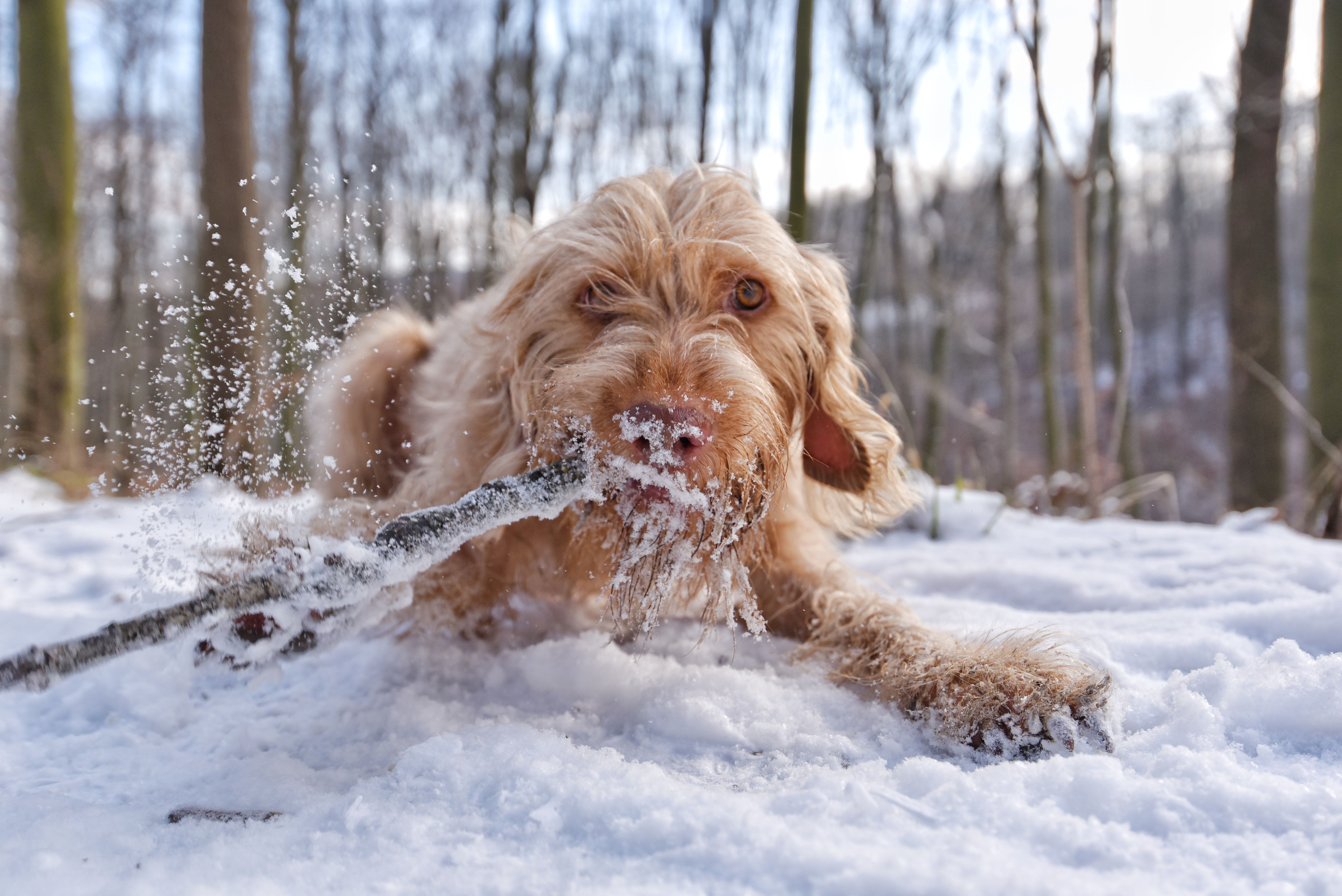 Dog in Snow · Free Stock Photo