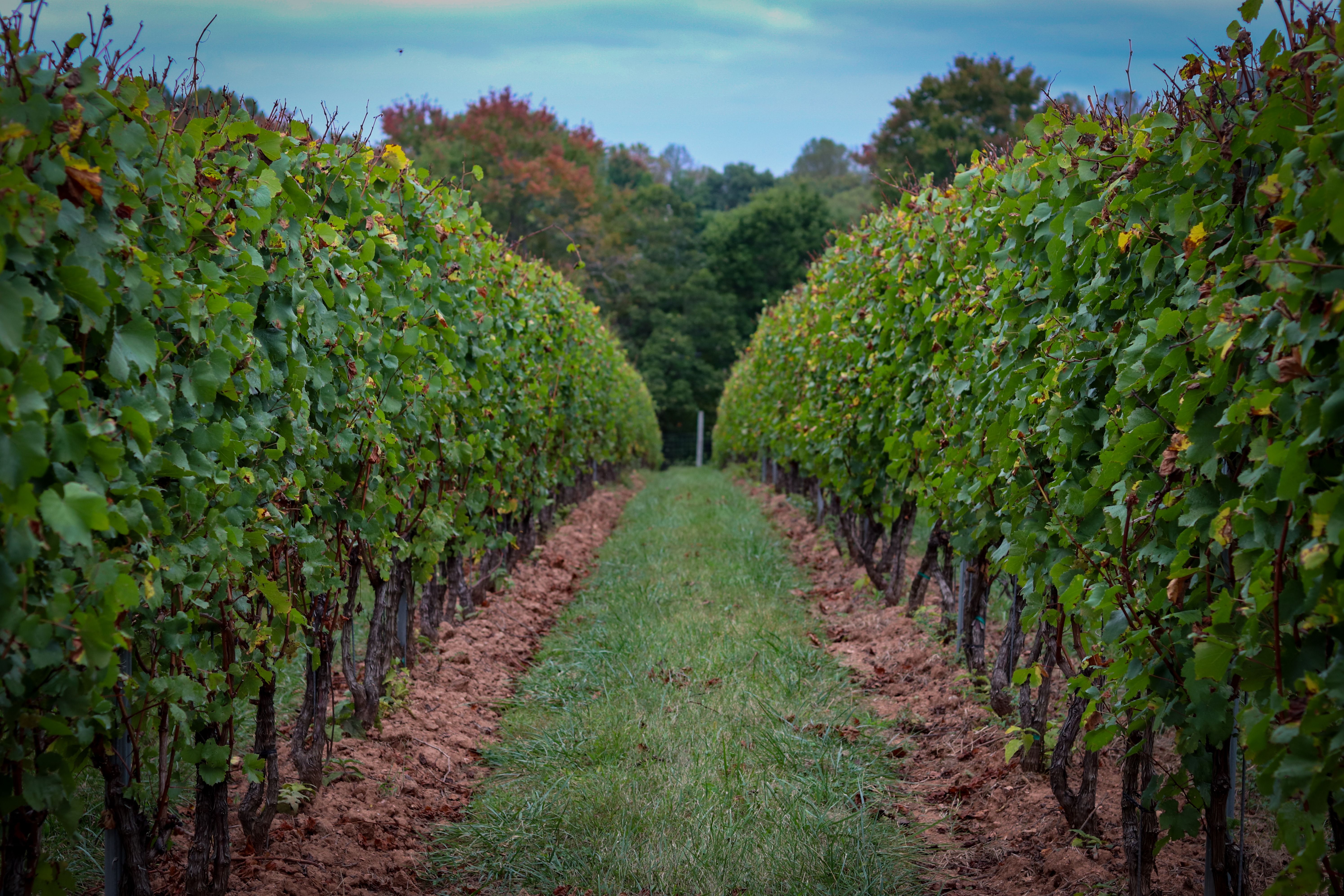 Rows of Green Grapevines on Field · Free Stock Photo