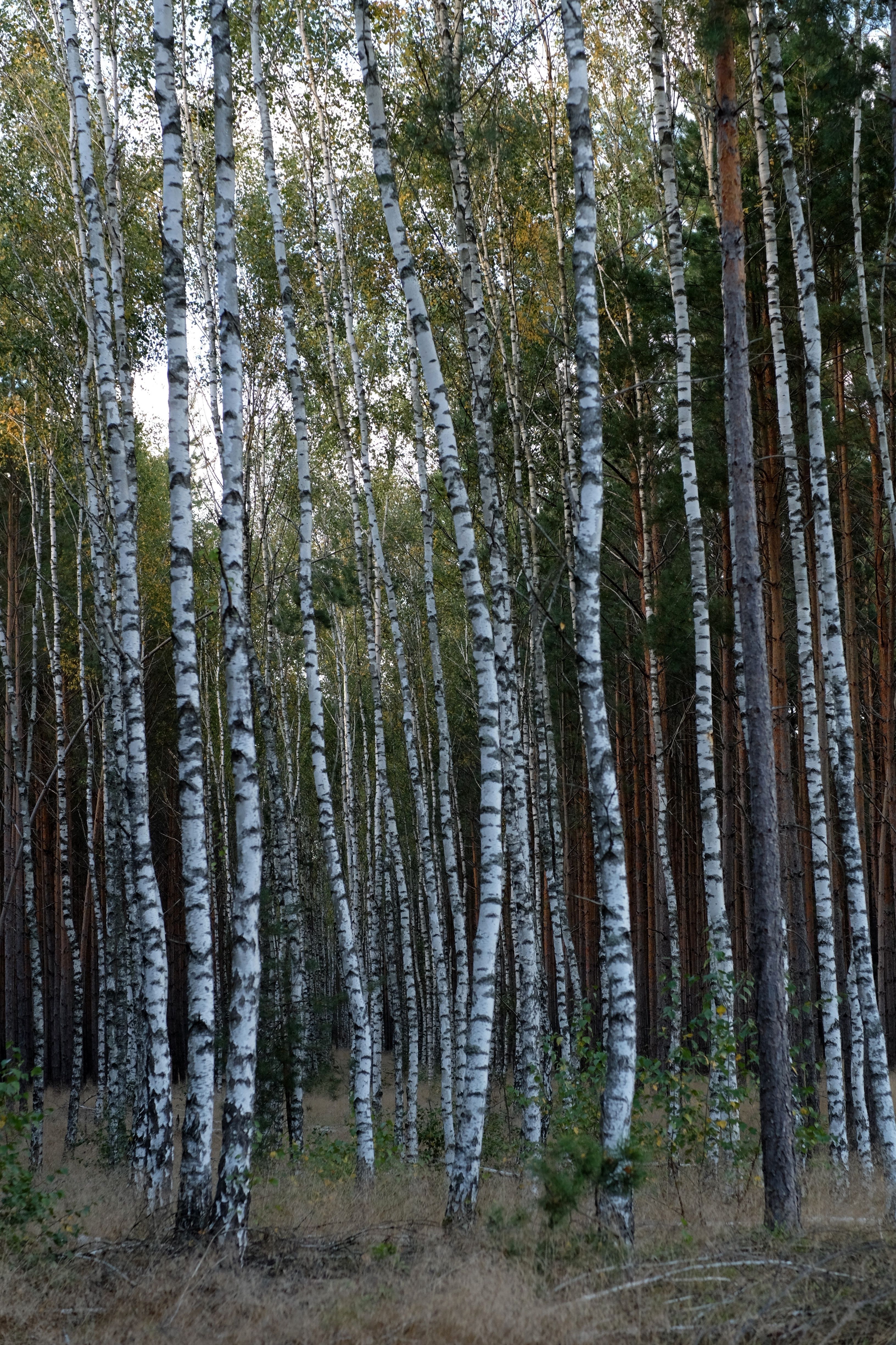 Serene Birch Tree Forest in Natural Setting · Free Stock Photo