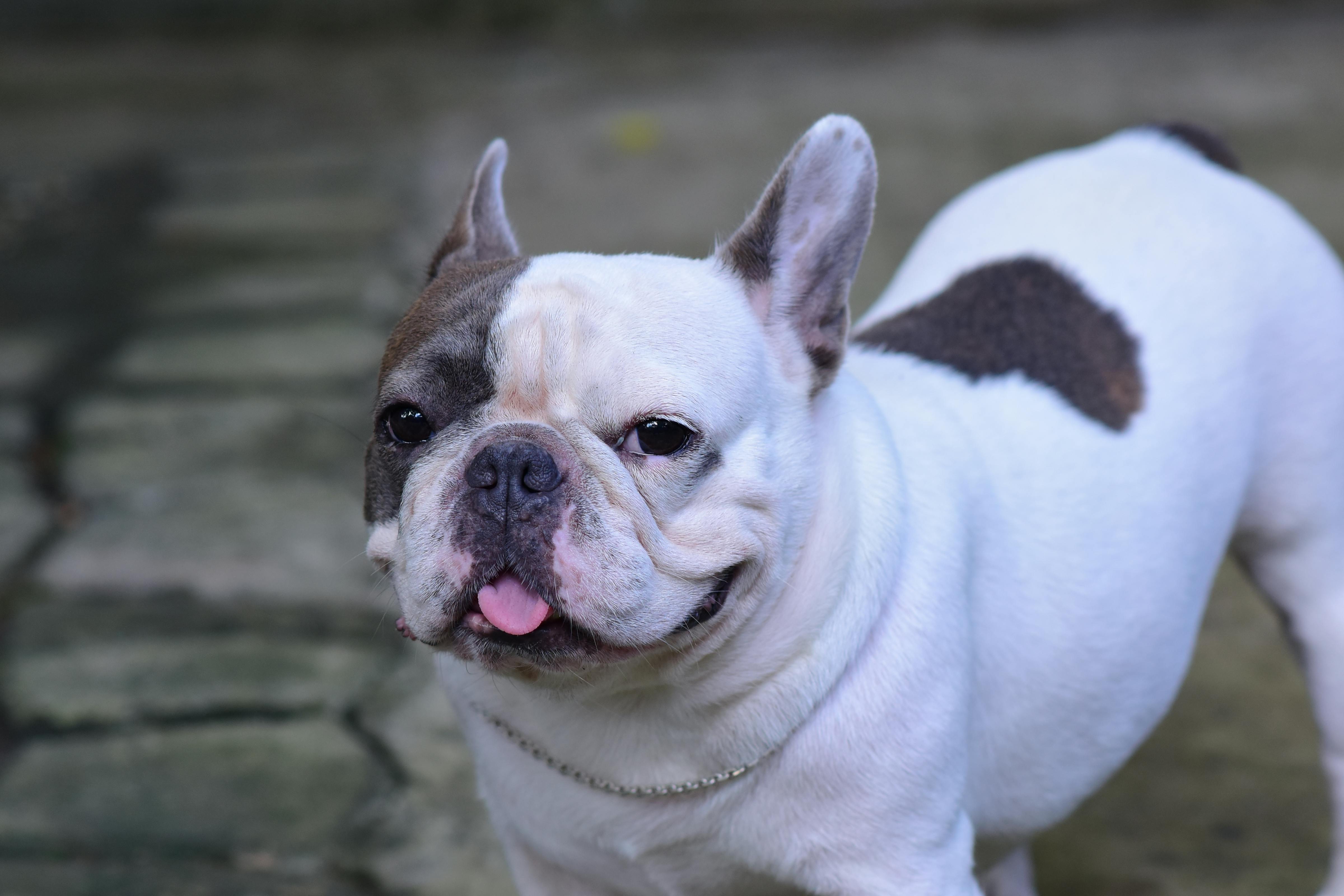 Dog Frenchie Photos, Download The BEST Free Dog Frenchie Stock Photos ...