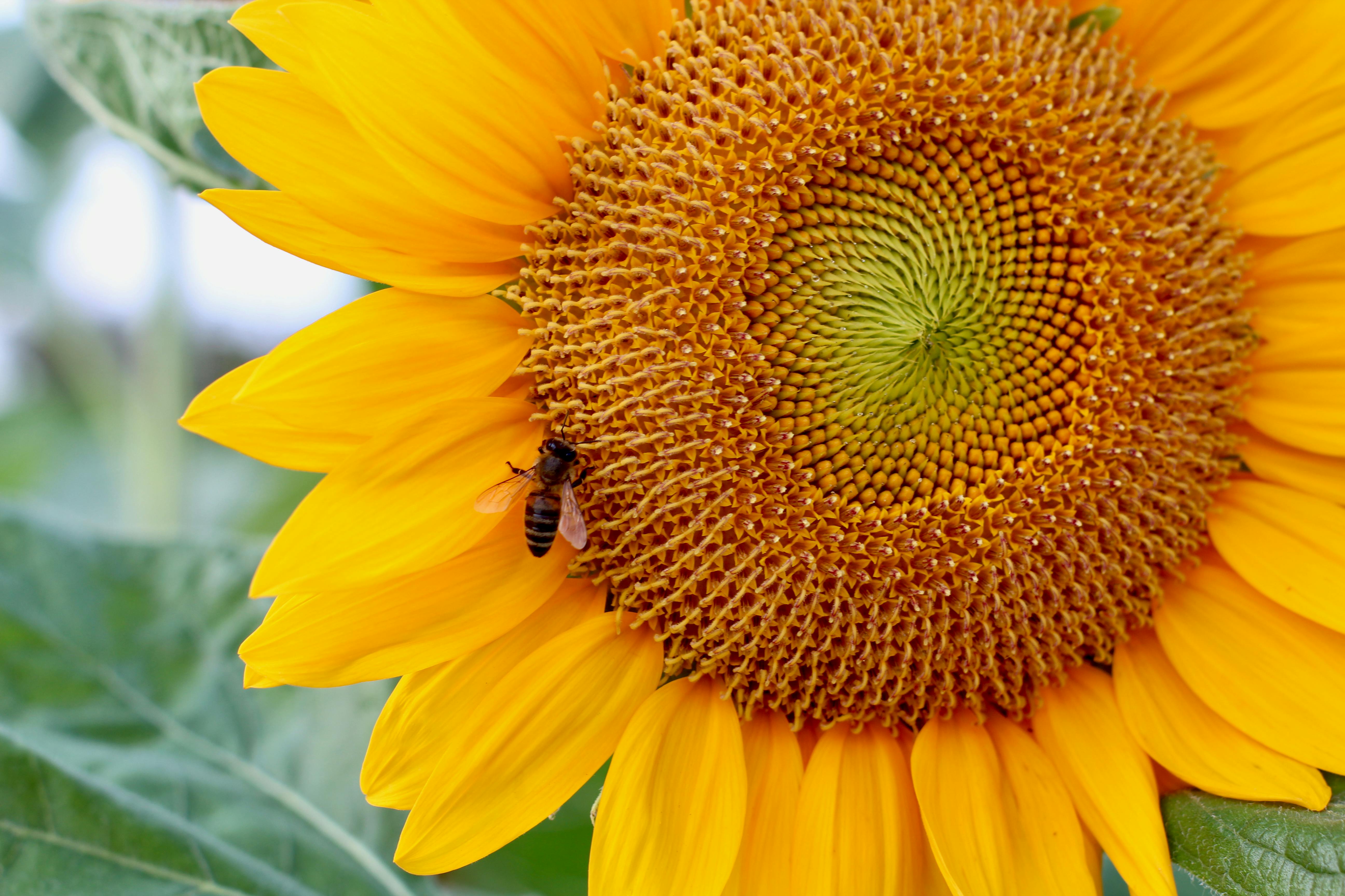 Revival Background Photos, Download The BEST Free Revival Background ...