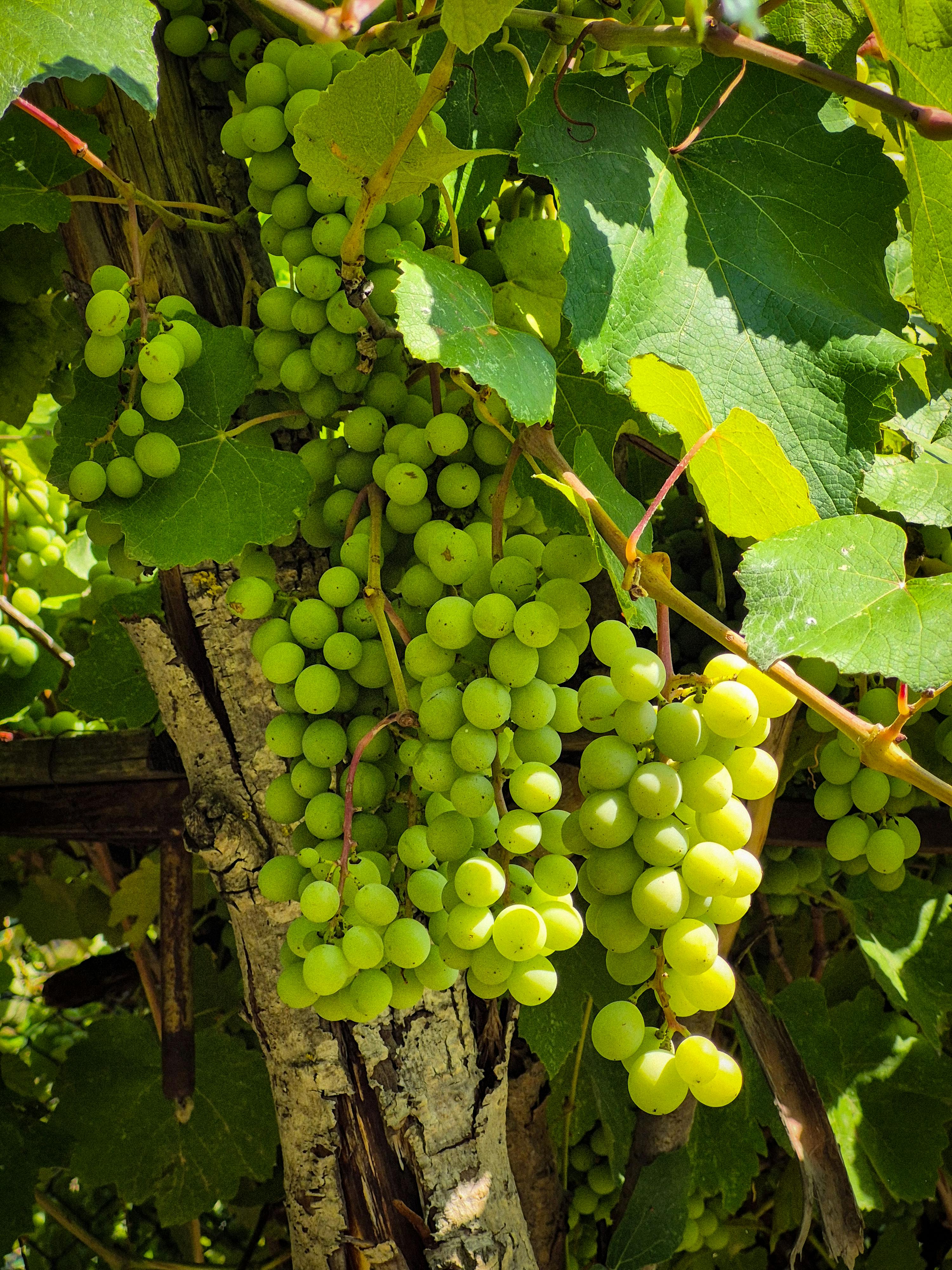 Grapes+Outline Photos, Download The BEST Free Grapes+Outline Stock ...