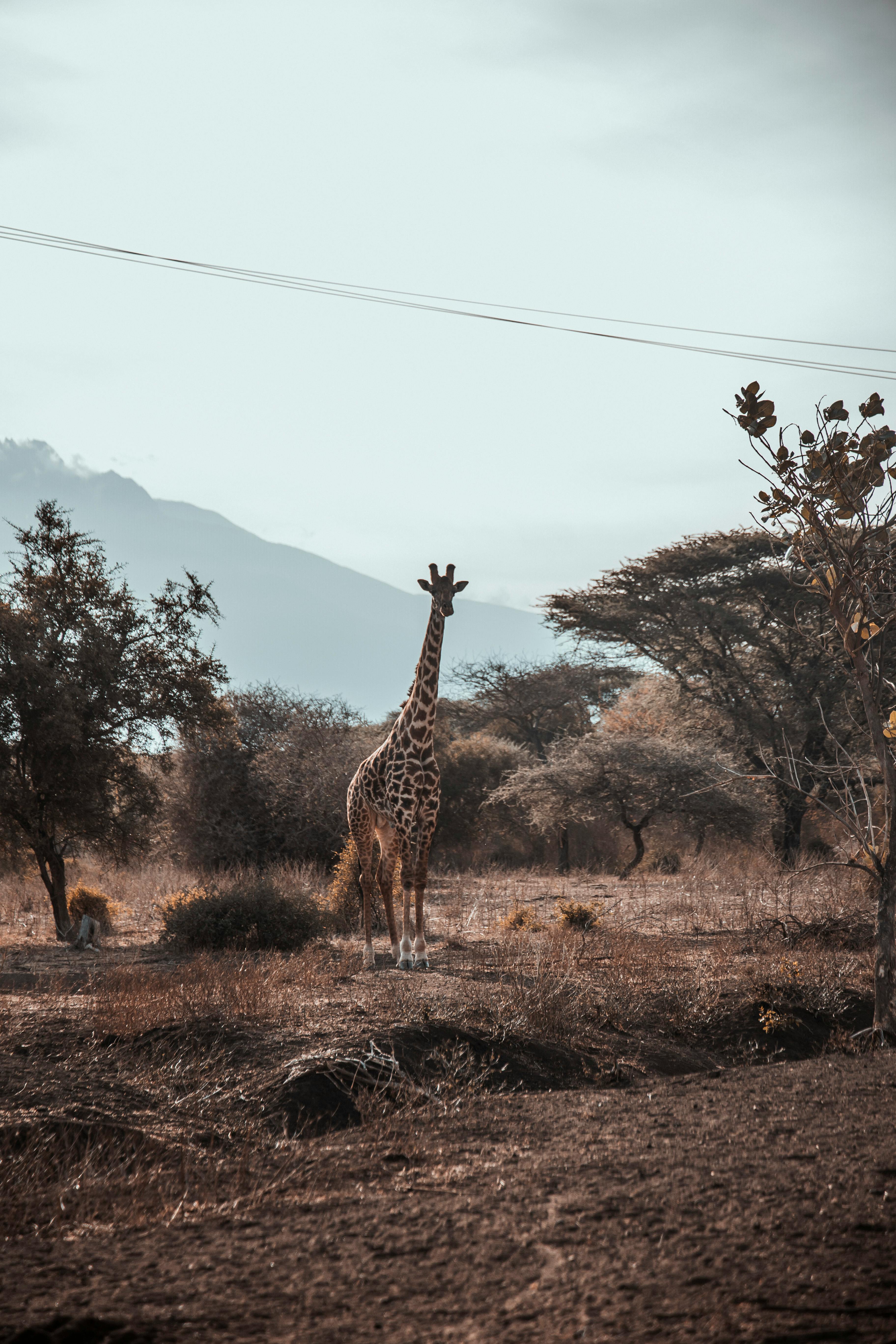 African Trees Photos, Download The BEST Free African Trees Stock Photos ...