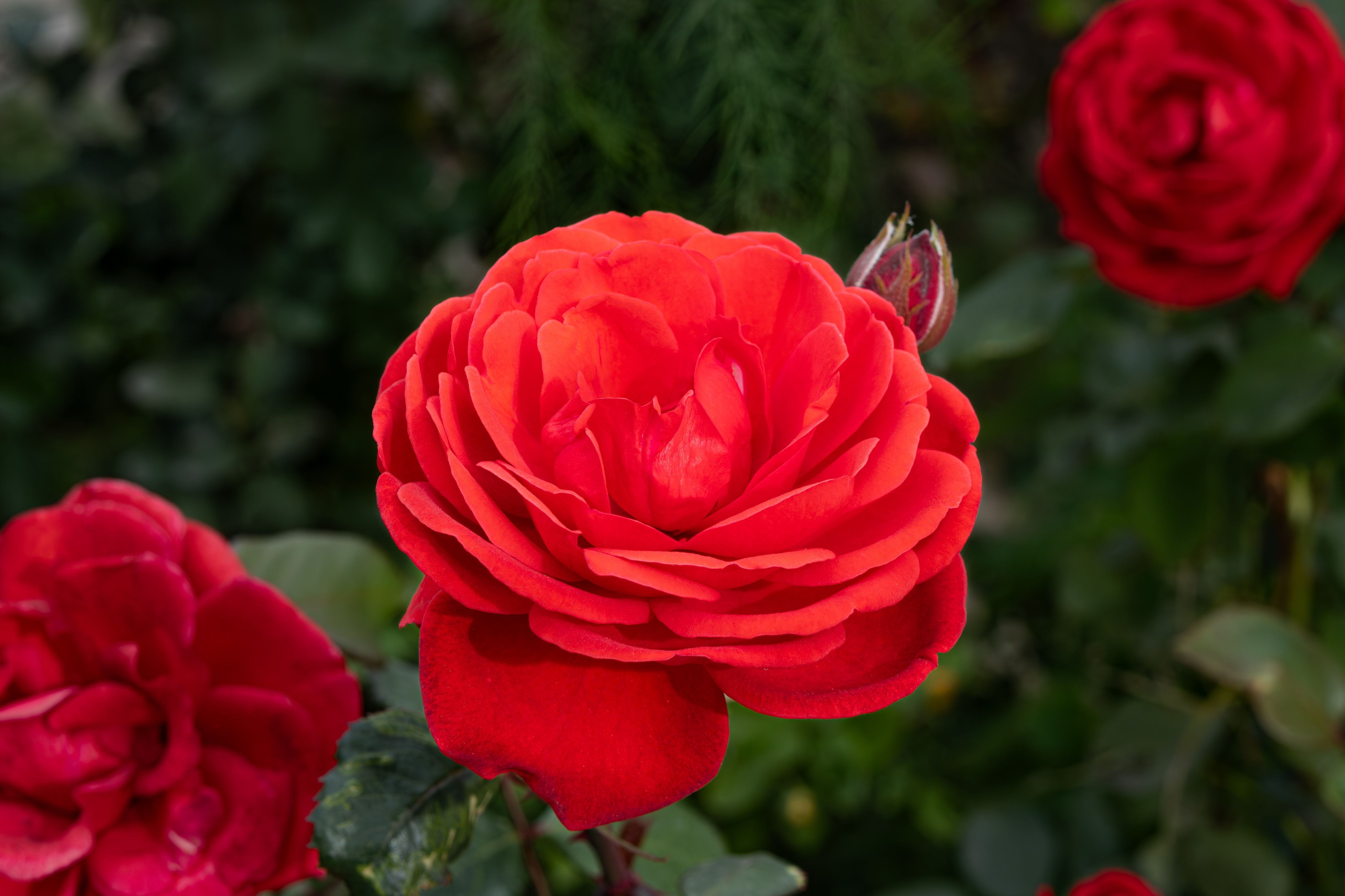 Vivid Red Rose Blooming in Lush Garden · Free Stock Photo