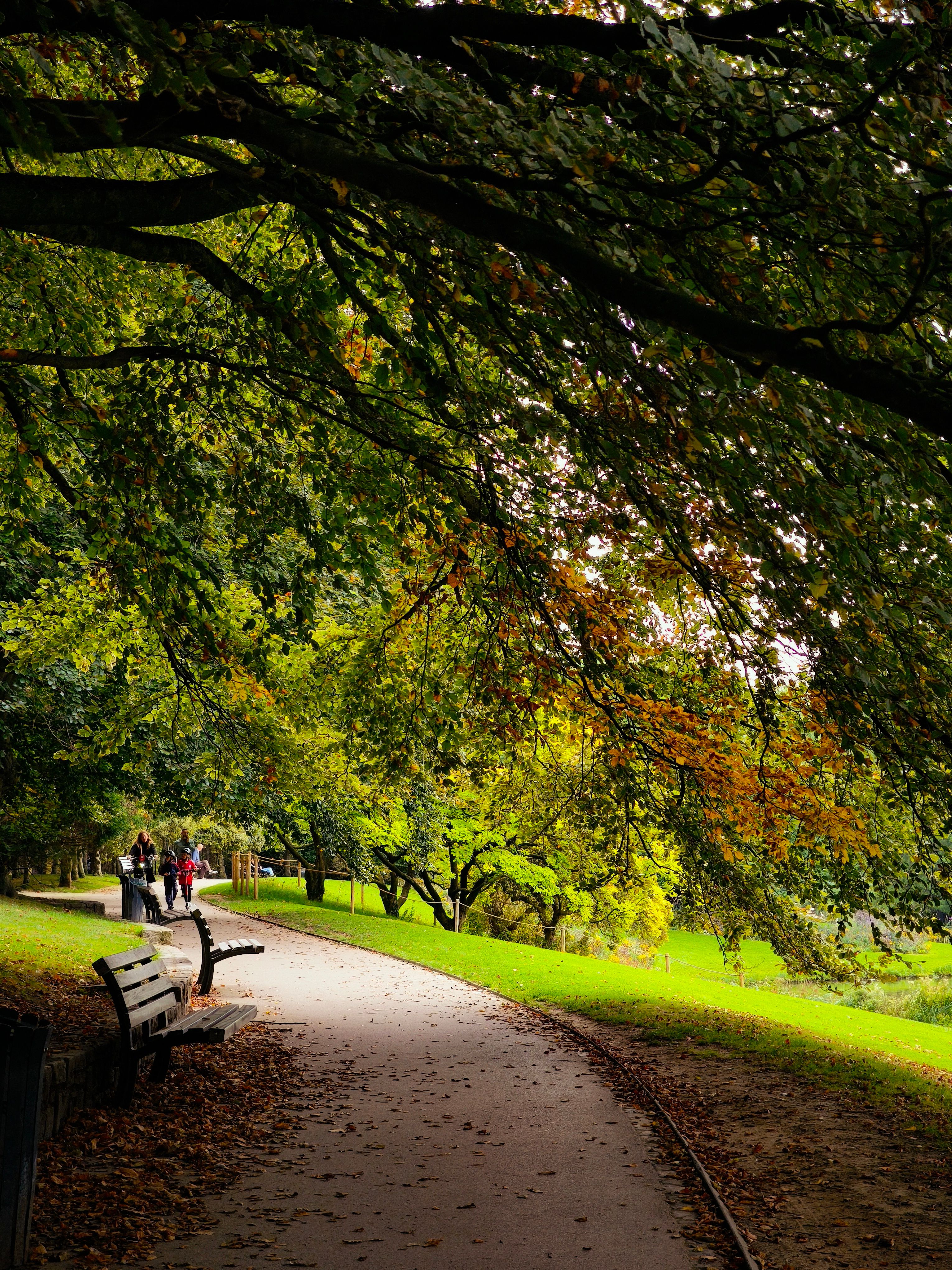 Scenic Park Pathway with Autumn Leaves · Free Stock Photo
