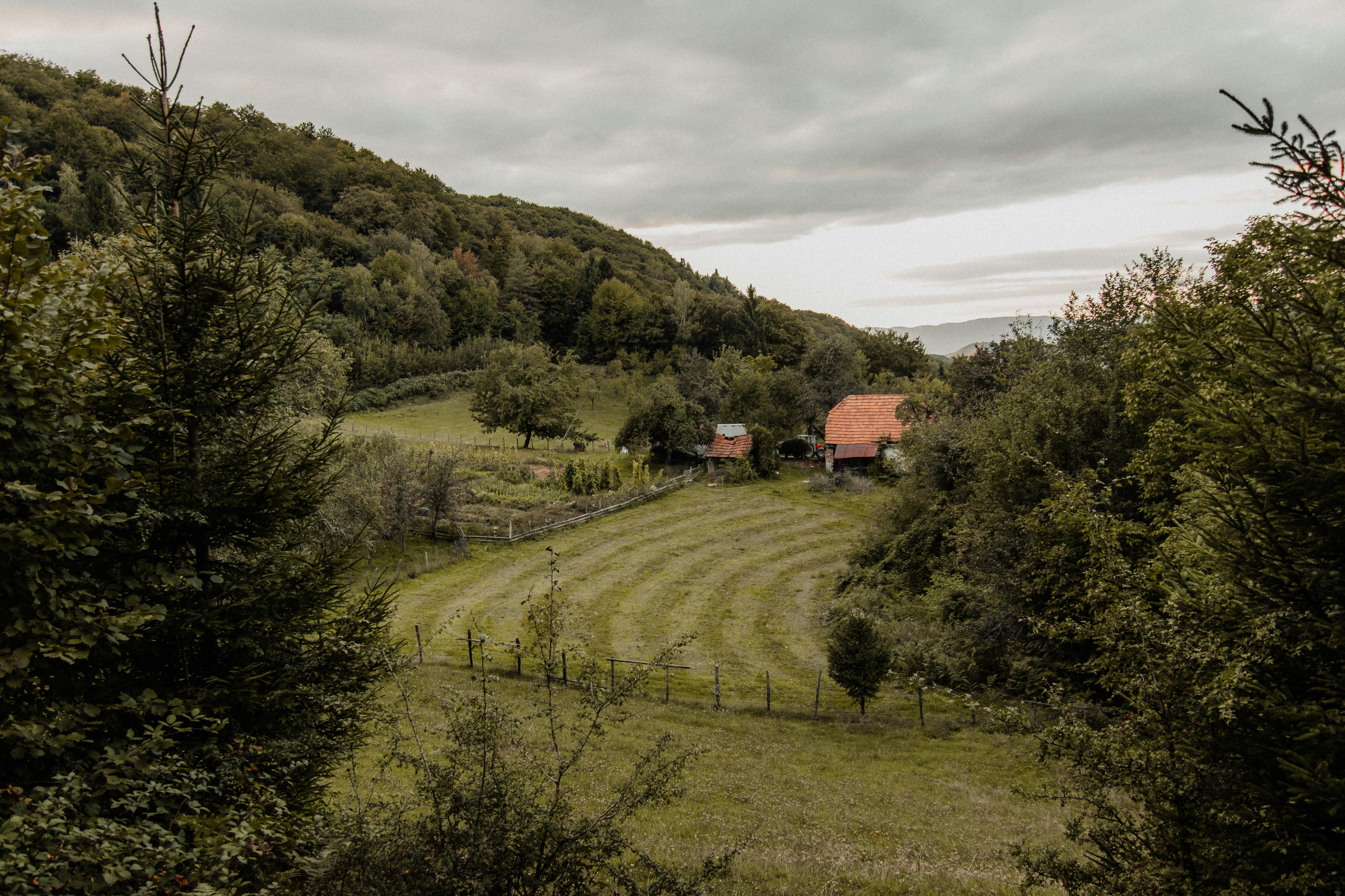 Foto de stock gratuita sobre ambiente otoñal, arboles, balcánico ...