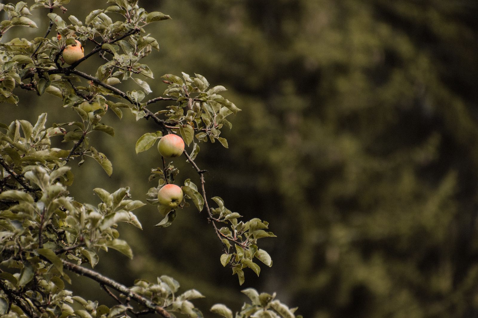 Apple Tree Photos, Download The BEST Free Apple Tree Stock Photos & HD ...