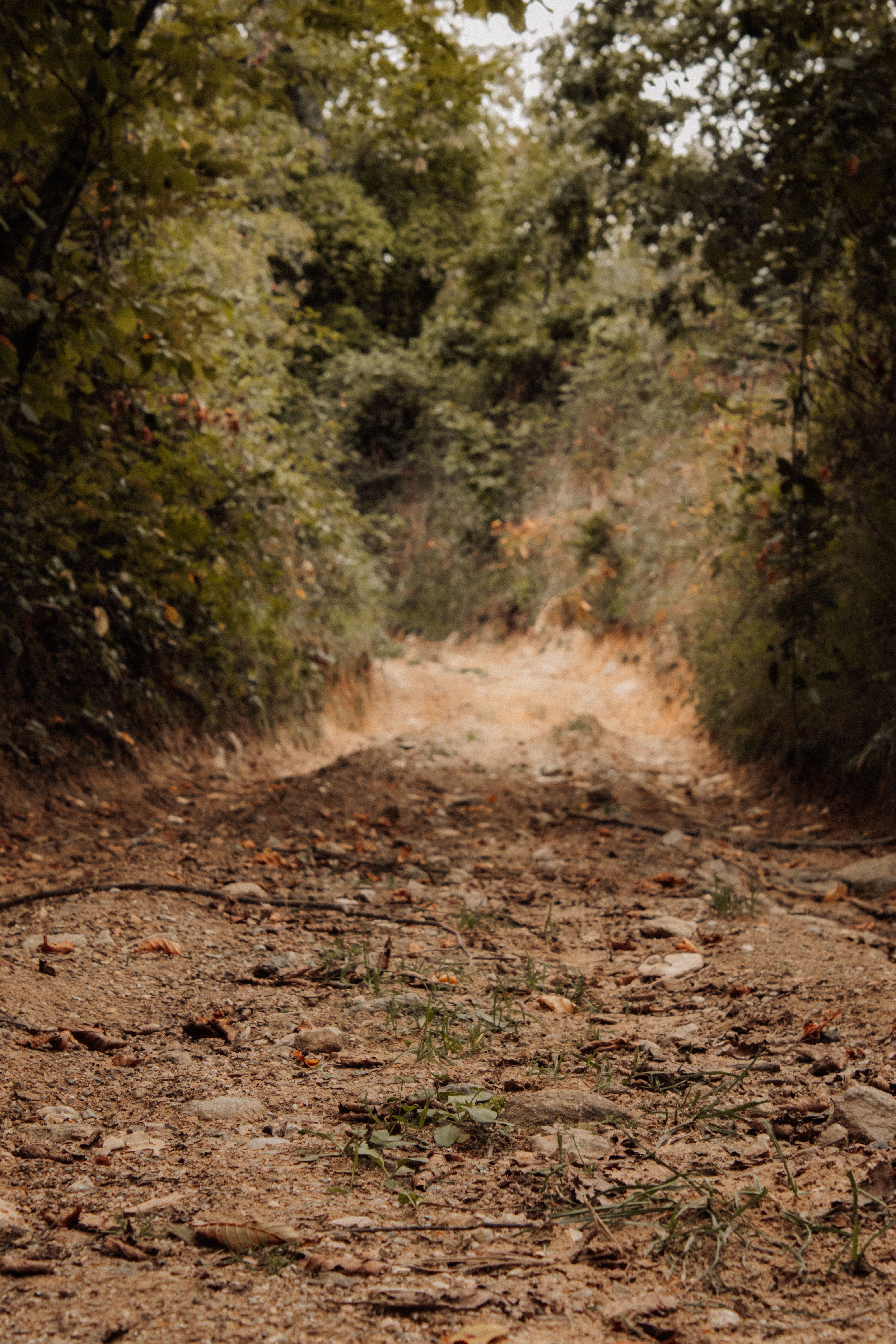 Path Texture Photos, Download The BEST Free Path Texture Stock Photos ...