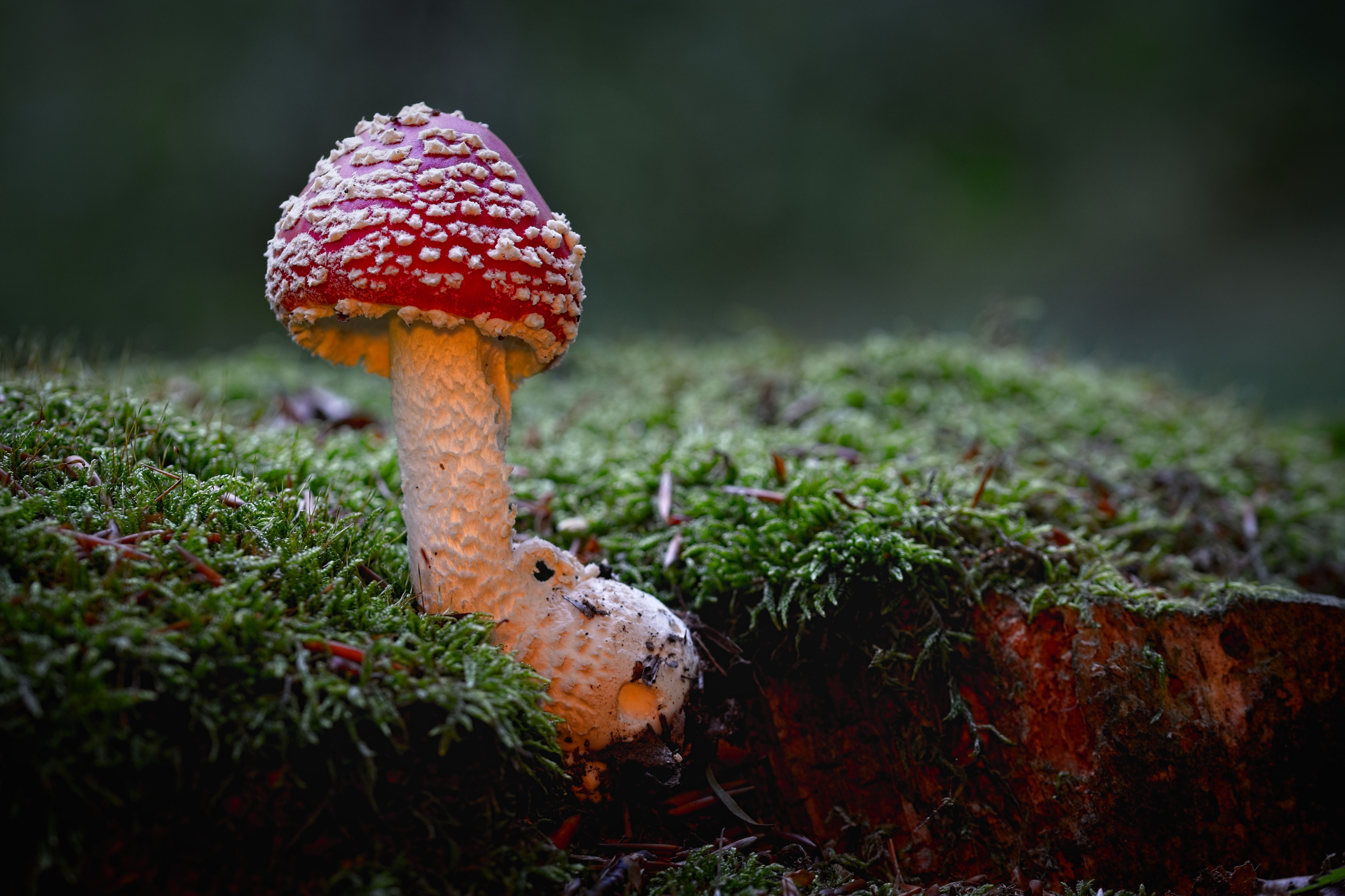 Fungi Photos, Download The BEST Free Fungi Stock Photos & HD Images