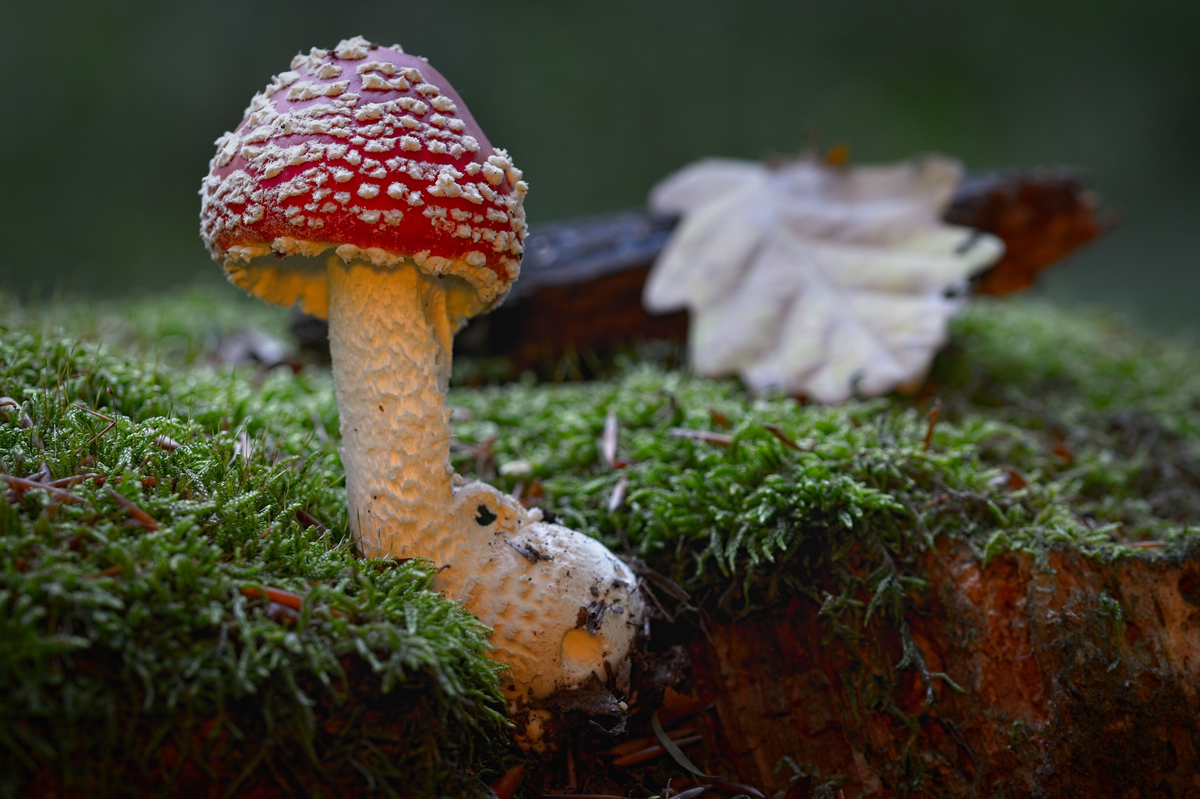 Fungi Photos, Download The BEST Free Fungi Stock Photos & HD Images