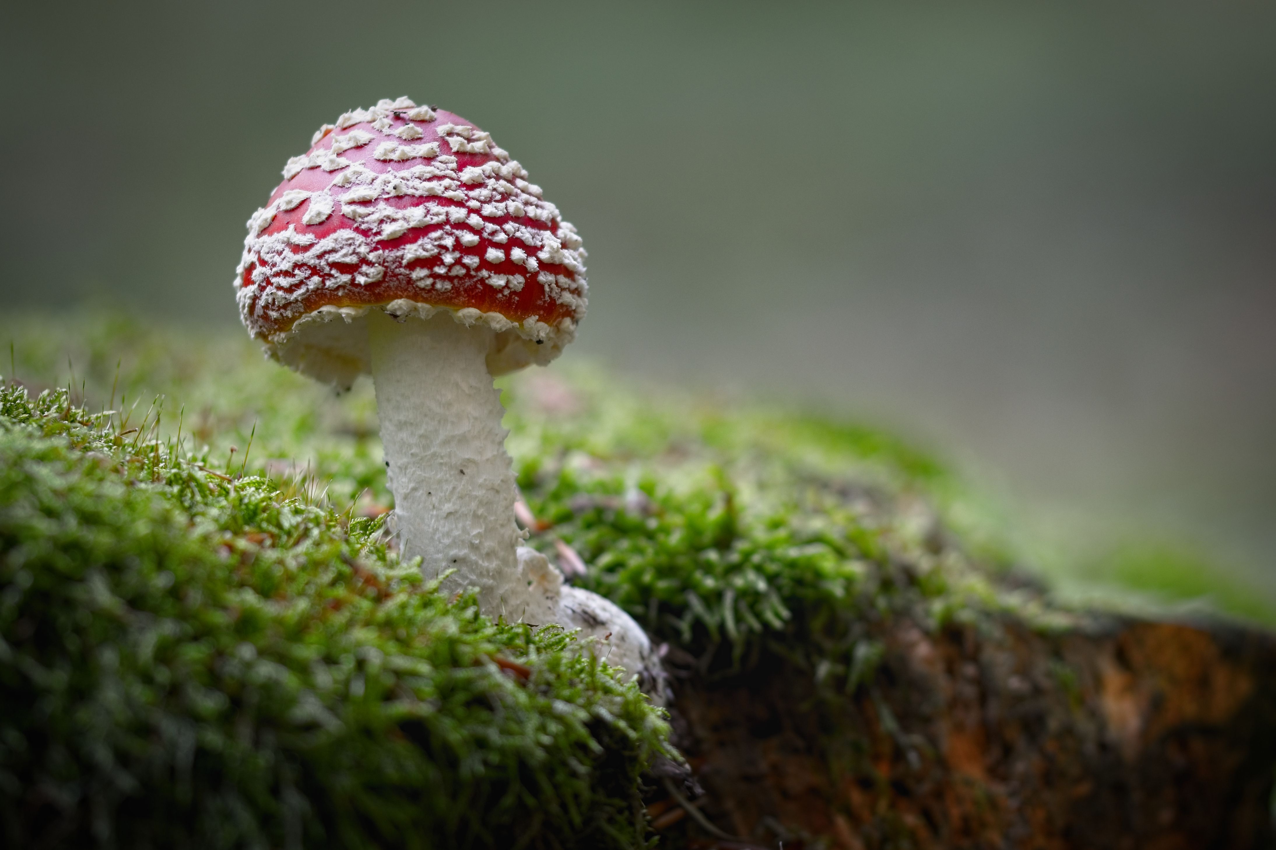 Fungi Photos, Download The BEST Free Fungi Stock Photos & HD Images