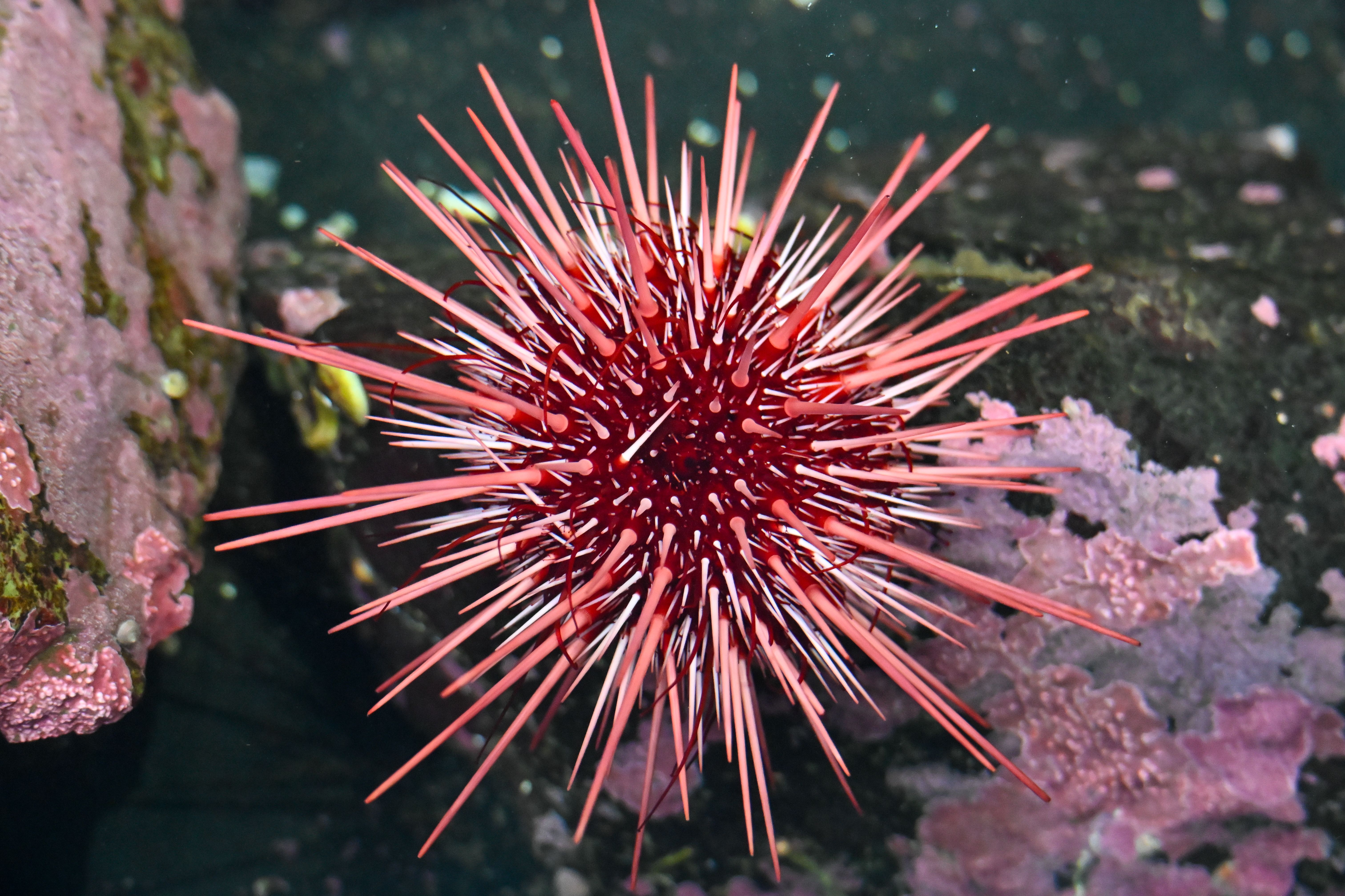 Vibrant Red Sea Urchin in Alaskan Waters · Free Stock Photo