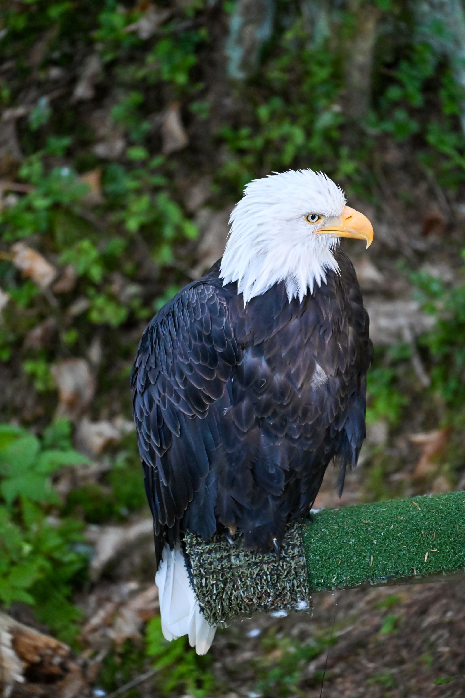 American Eagle Photos, Download The BEST Free American Eagle Stock ...