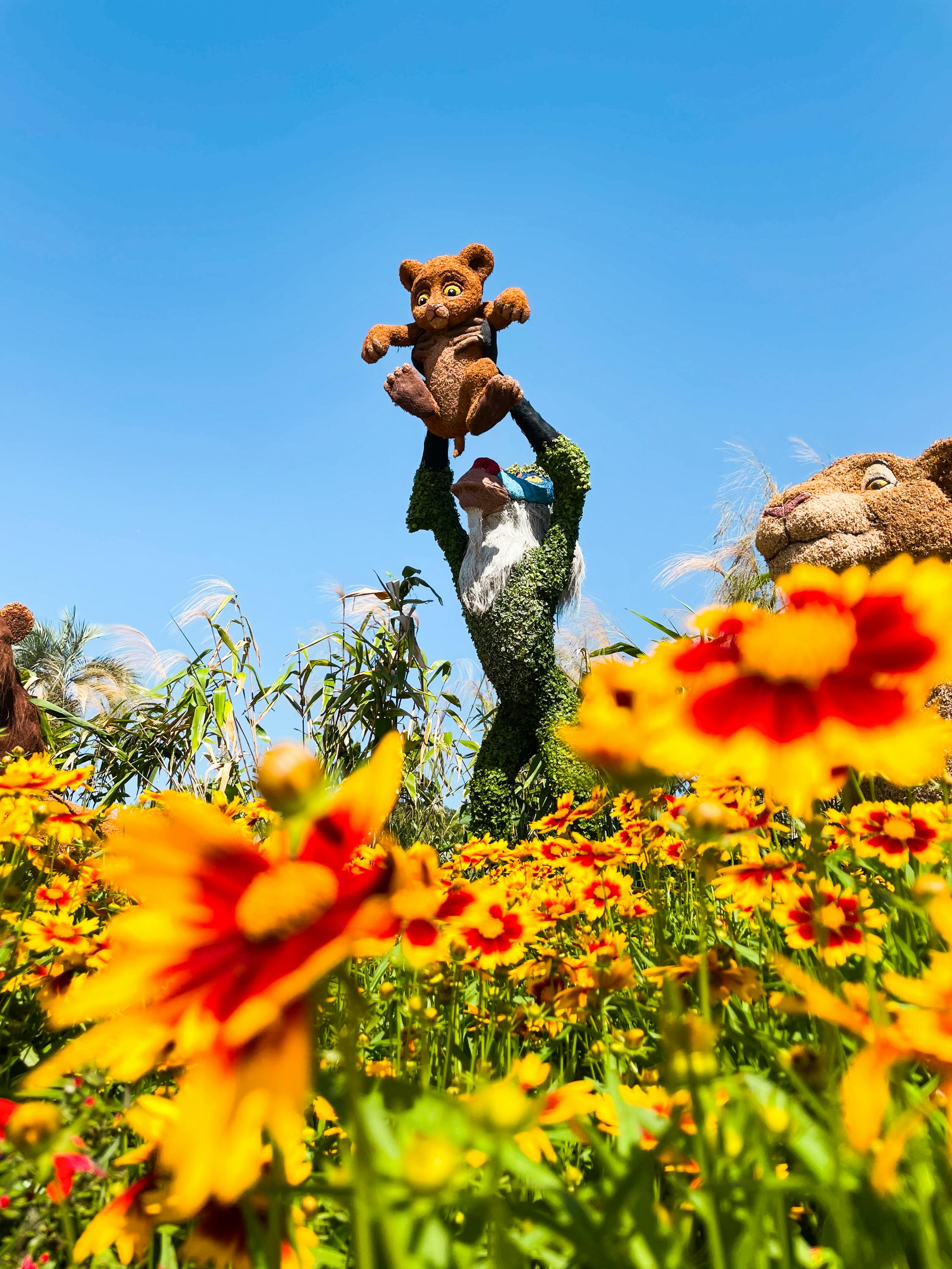 The Lion King Simba Photos, Download The BEST Free The Lion King Simba Stock Photos & HD Images