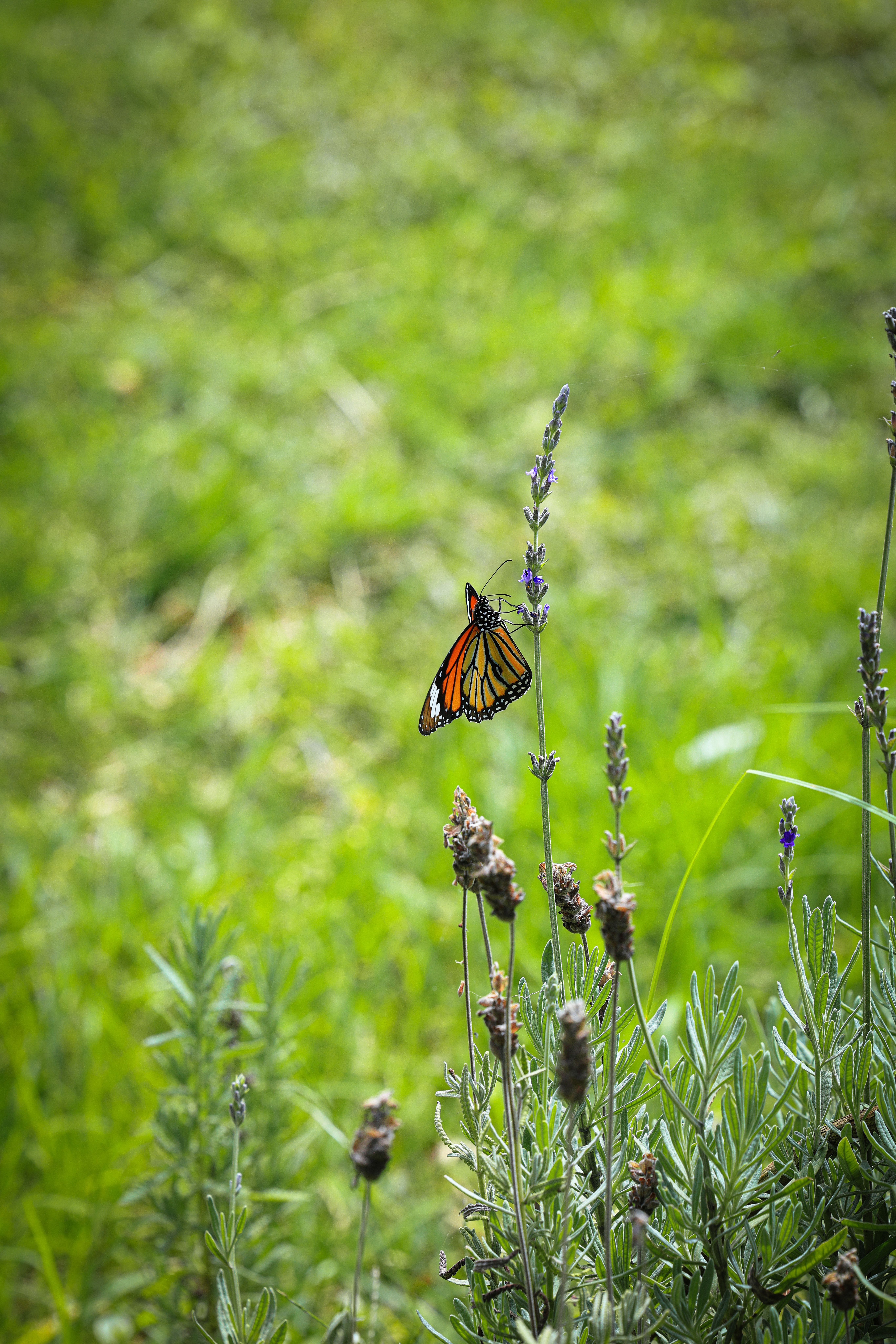 Butterfly Flying Above Wildflowers on a Field · Free Stock Photo