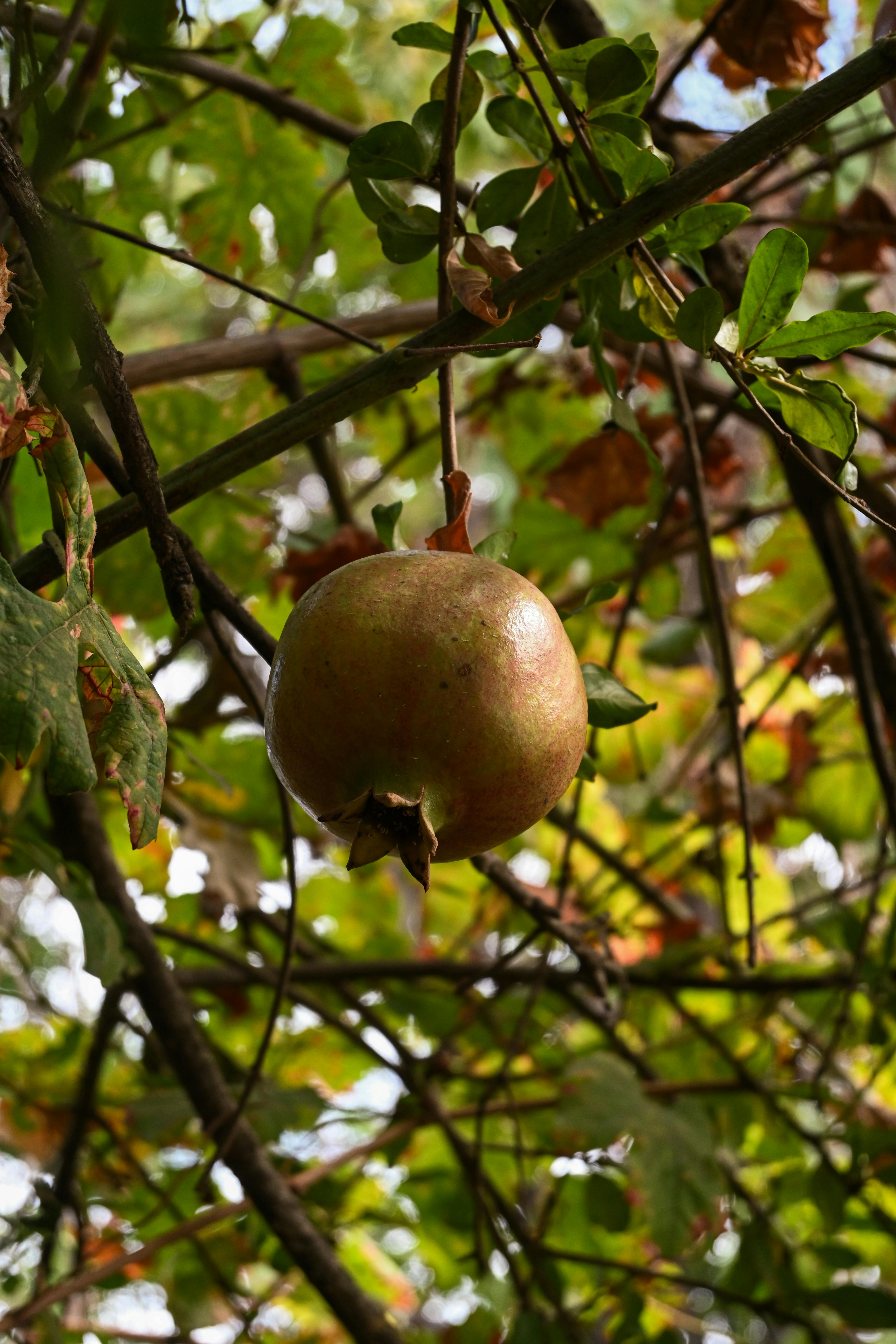 10.000+ Dshtpfm+ajy+c+ajnj Bilder und Fotos · Kostenlos Downloaden ...