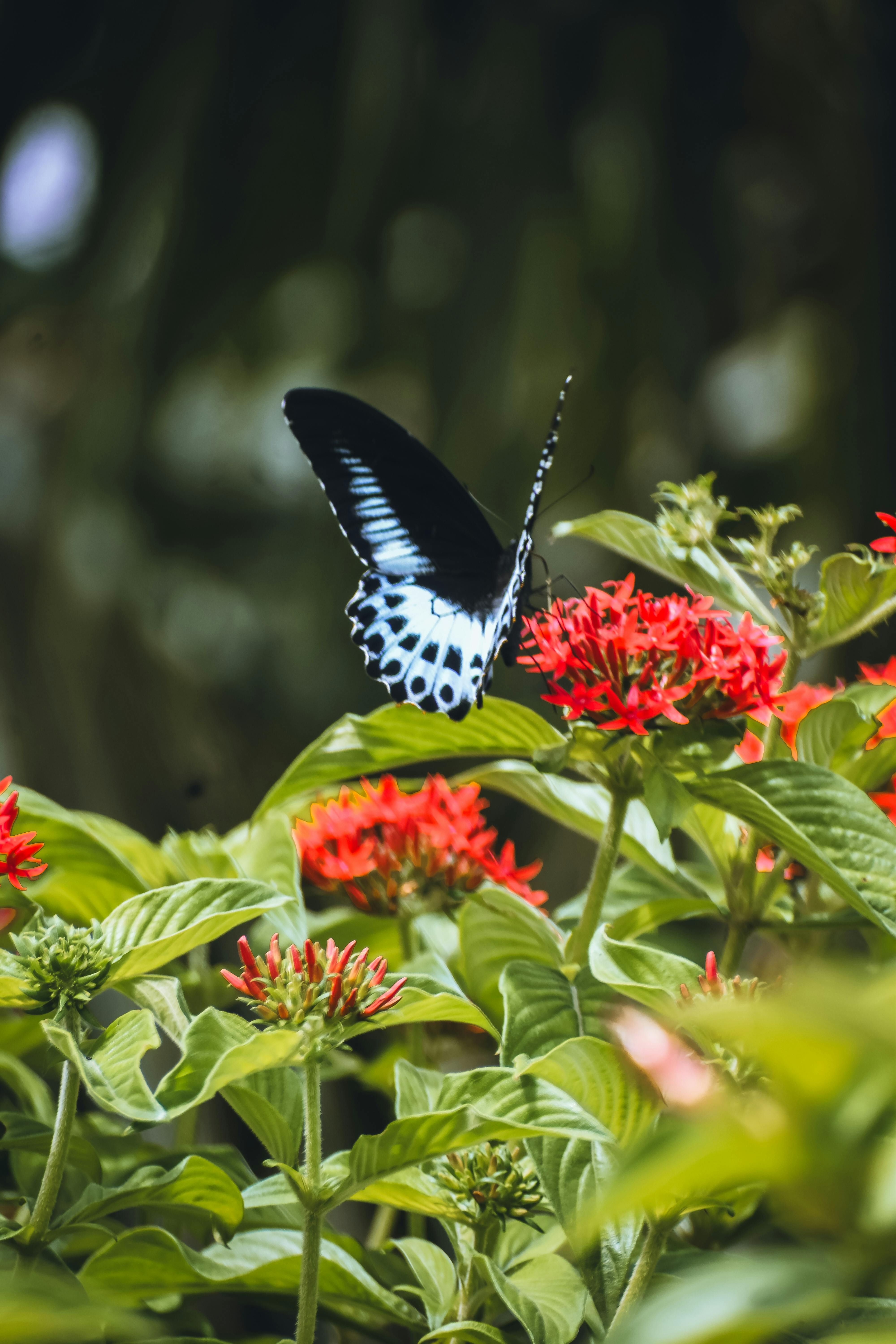 Black Butterfly on Vibrant Red Flowers in Nature · Free Stock Photo