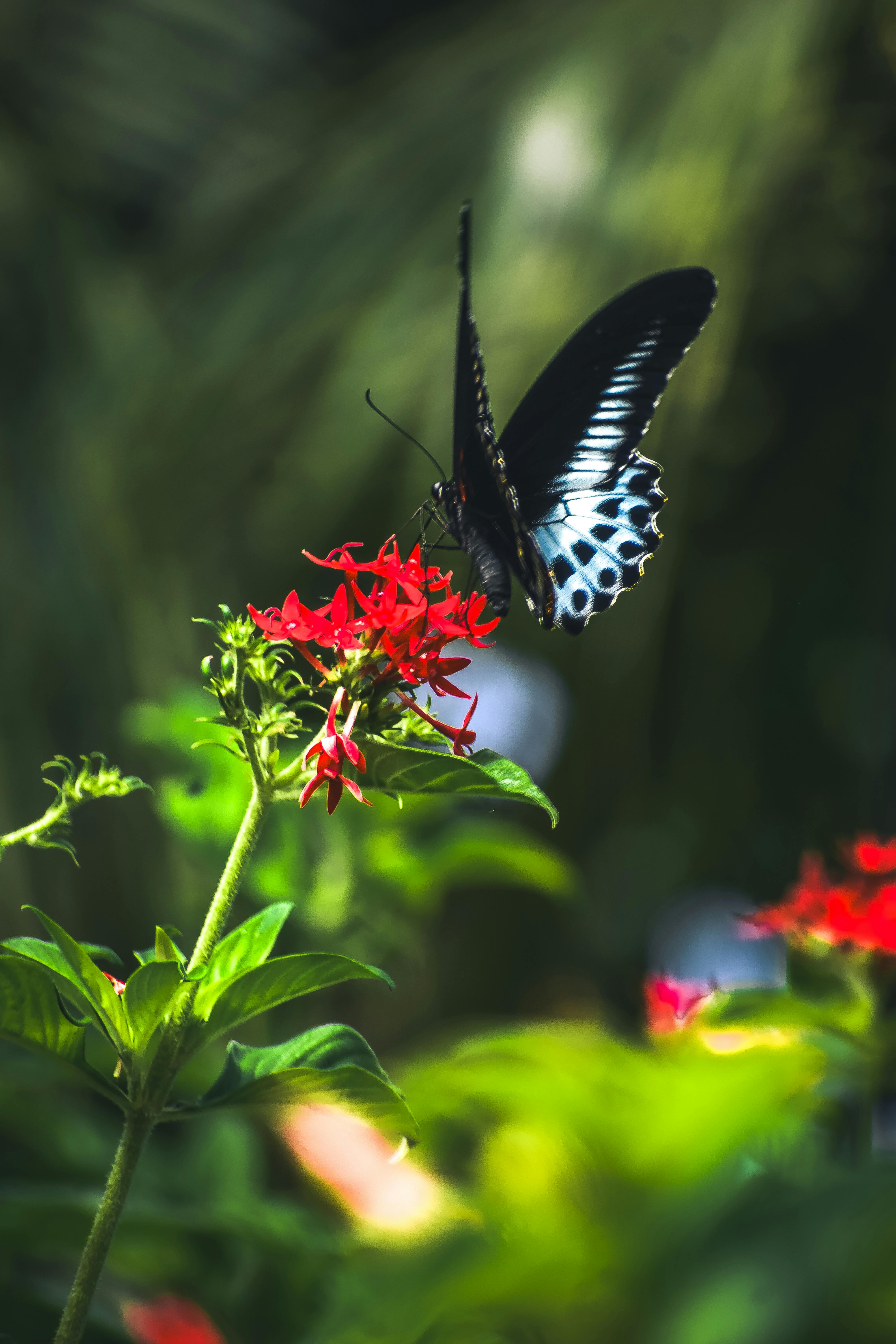 Butterfly Without Color Photos, Download The BEST Free Butterfly ...