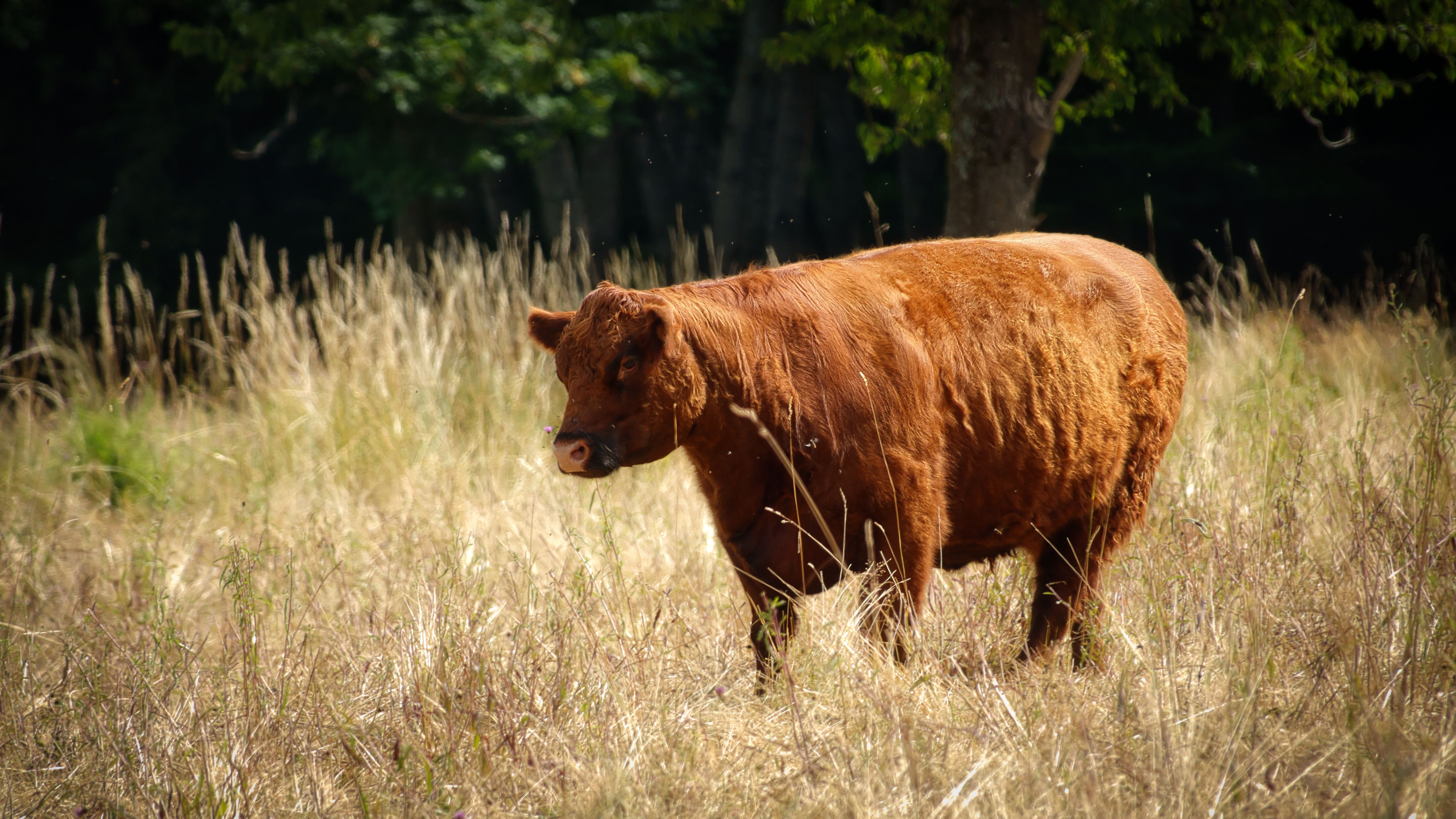 Farm Animal Photos, Download The BEST Free Farm Animal Stock Photos ...