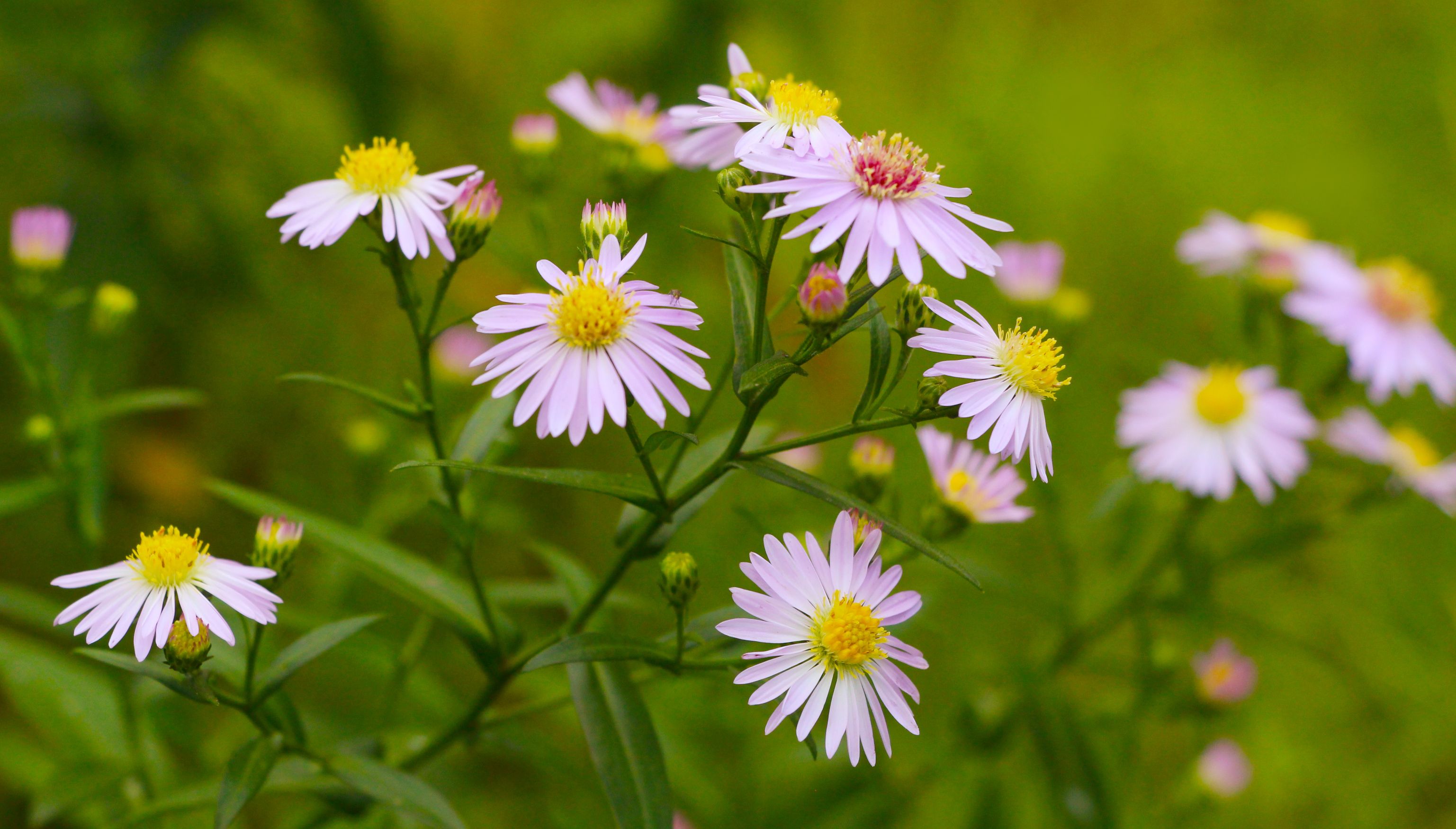 Close-up of Blooming Aster Flowers in Nature · Free Stock Photo