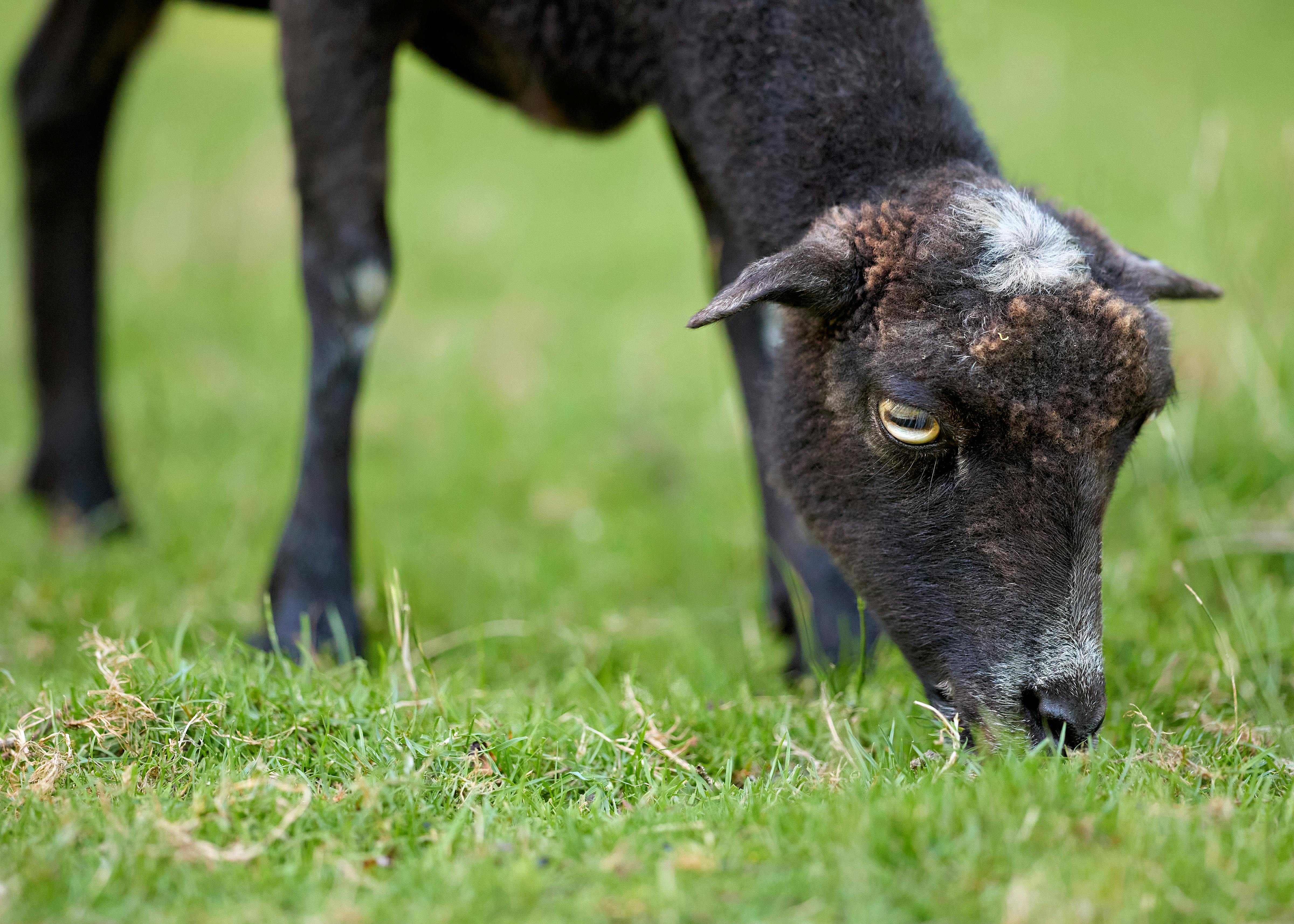 Livestock Animal Photos, Download The BEST Free Livestock Animal Stock ...